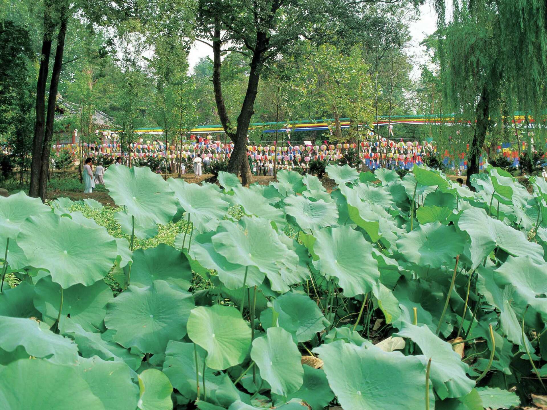 How to Grow the Tennessee Spinner Gourd