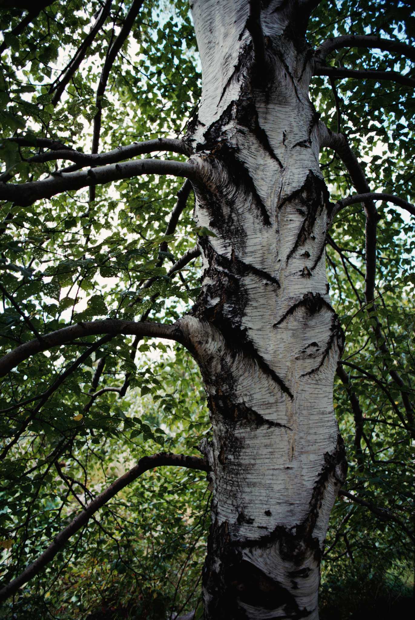 The Growth of the Beech Tree