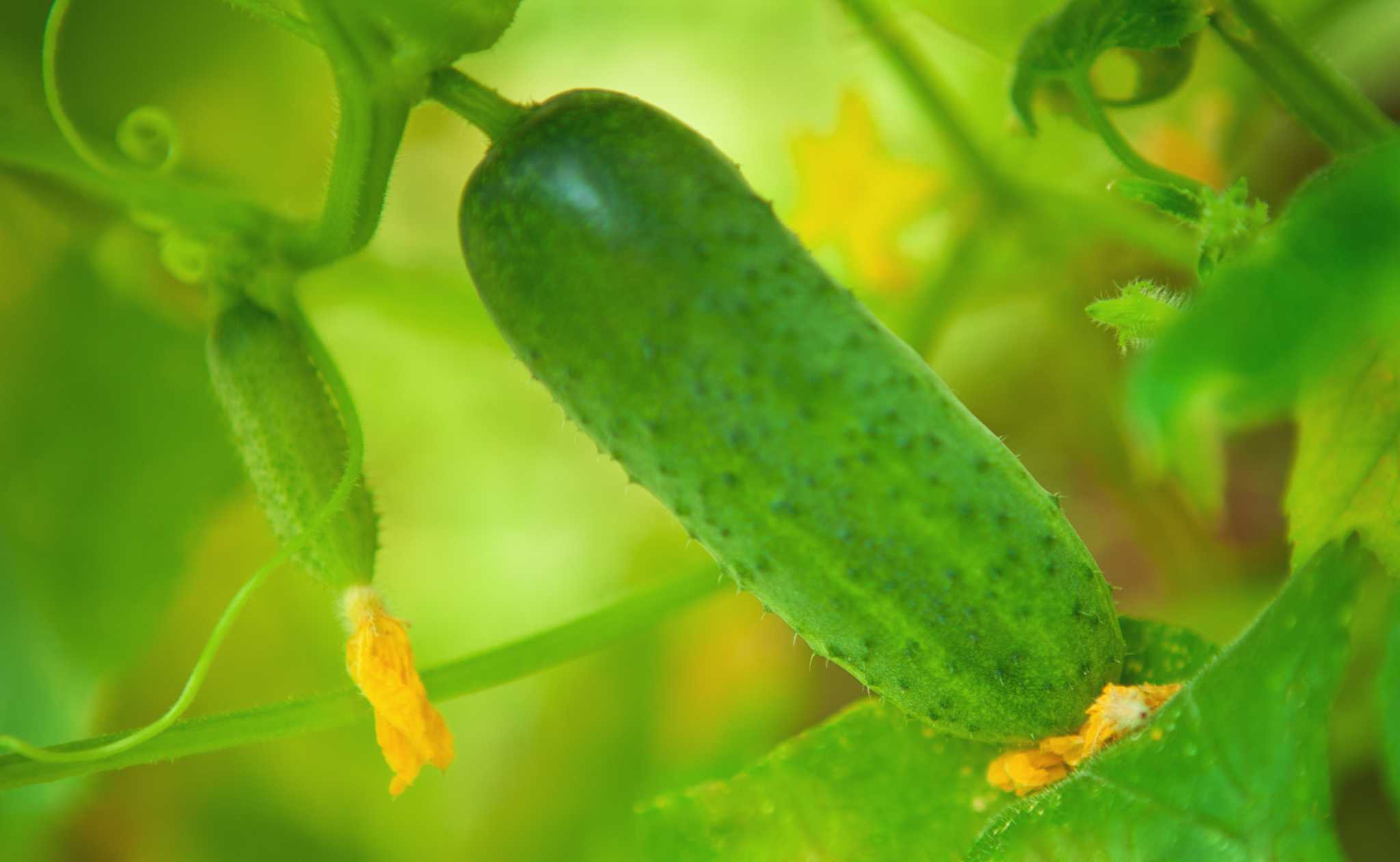 Growth Cycle for Cucumbers