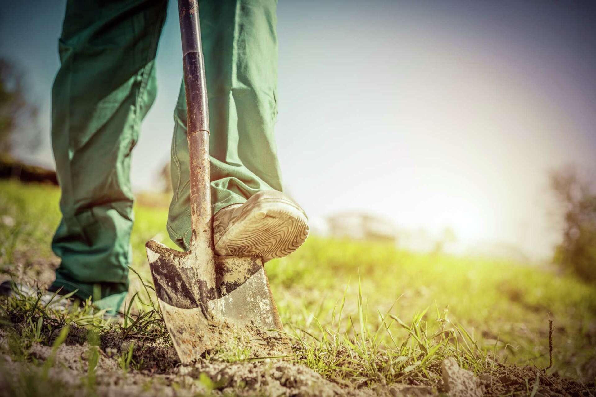 What Causes Piles of Dirt in Your Yard?