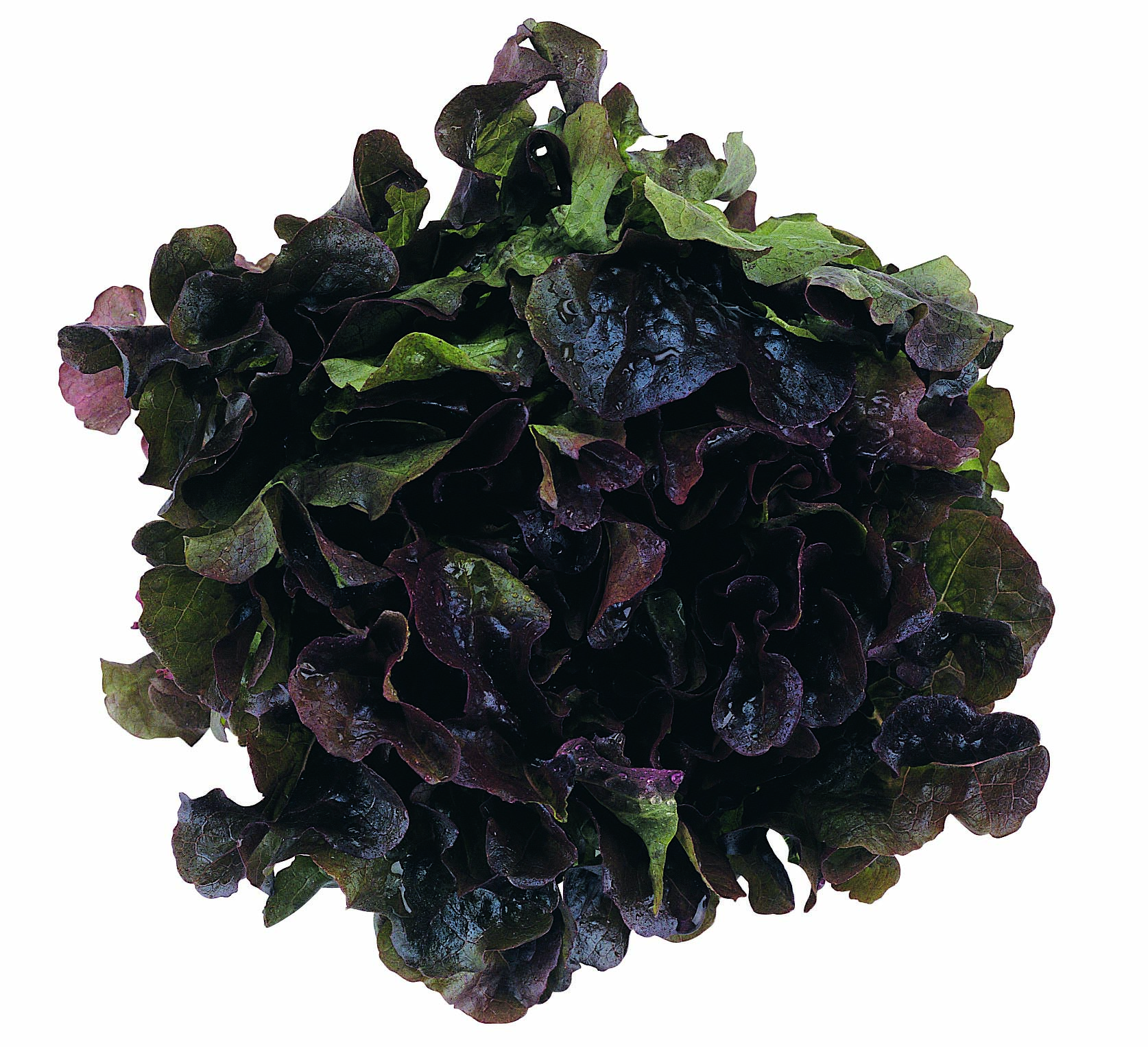 Growth Cycle of Red Lettuce