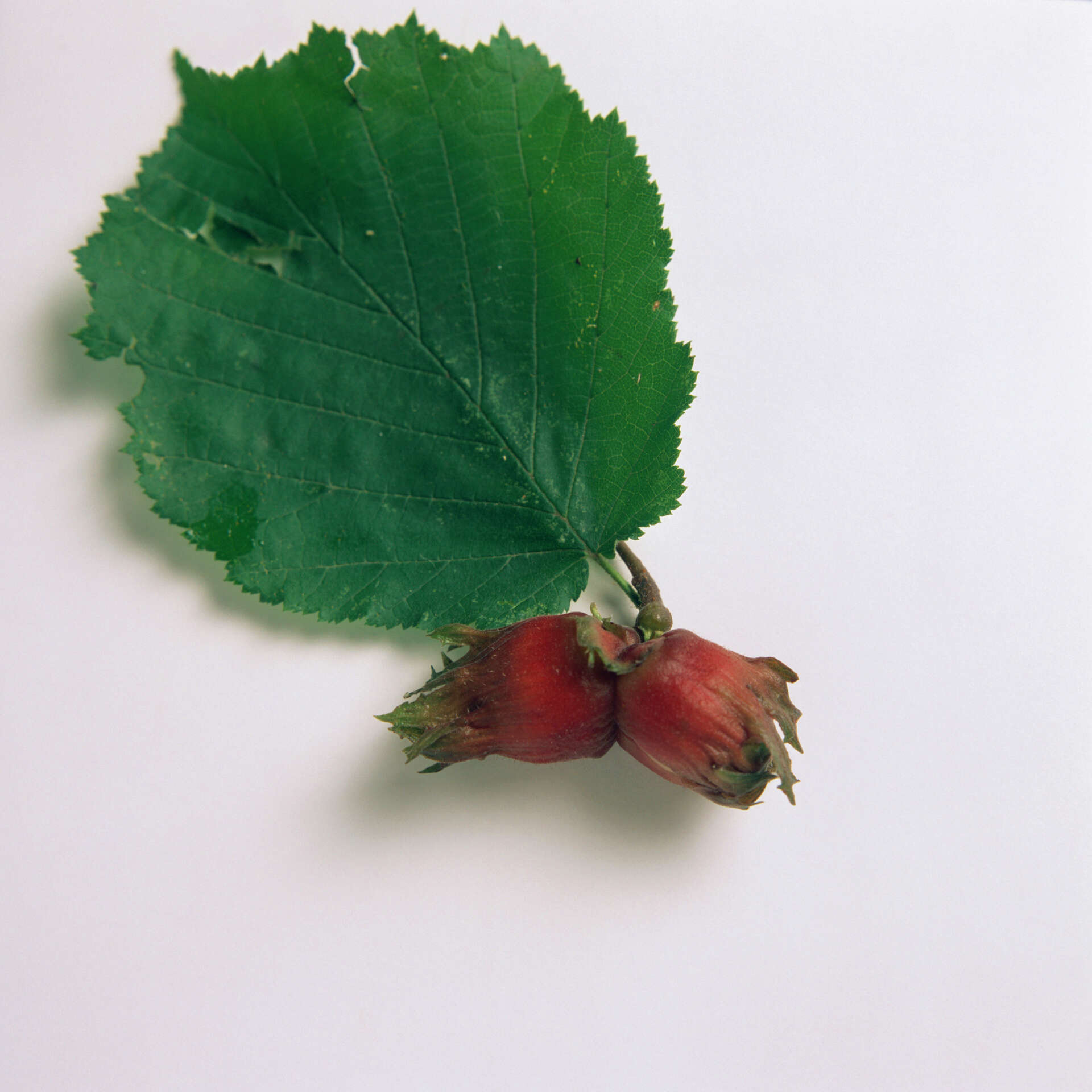 Growth of Hazelnut Trees