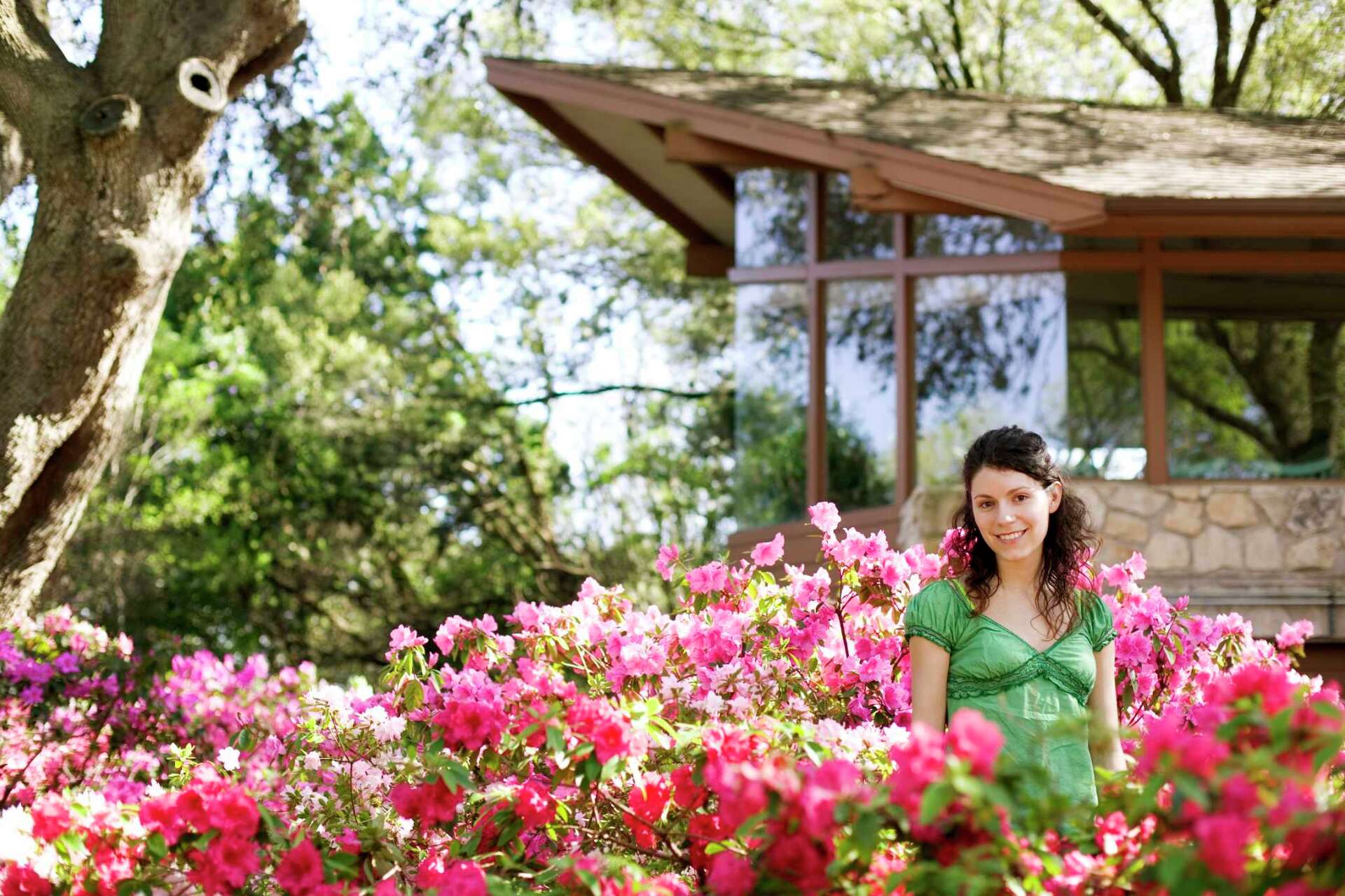 Growth Rate of the Hibiscus Syriacus 'Lucy'