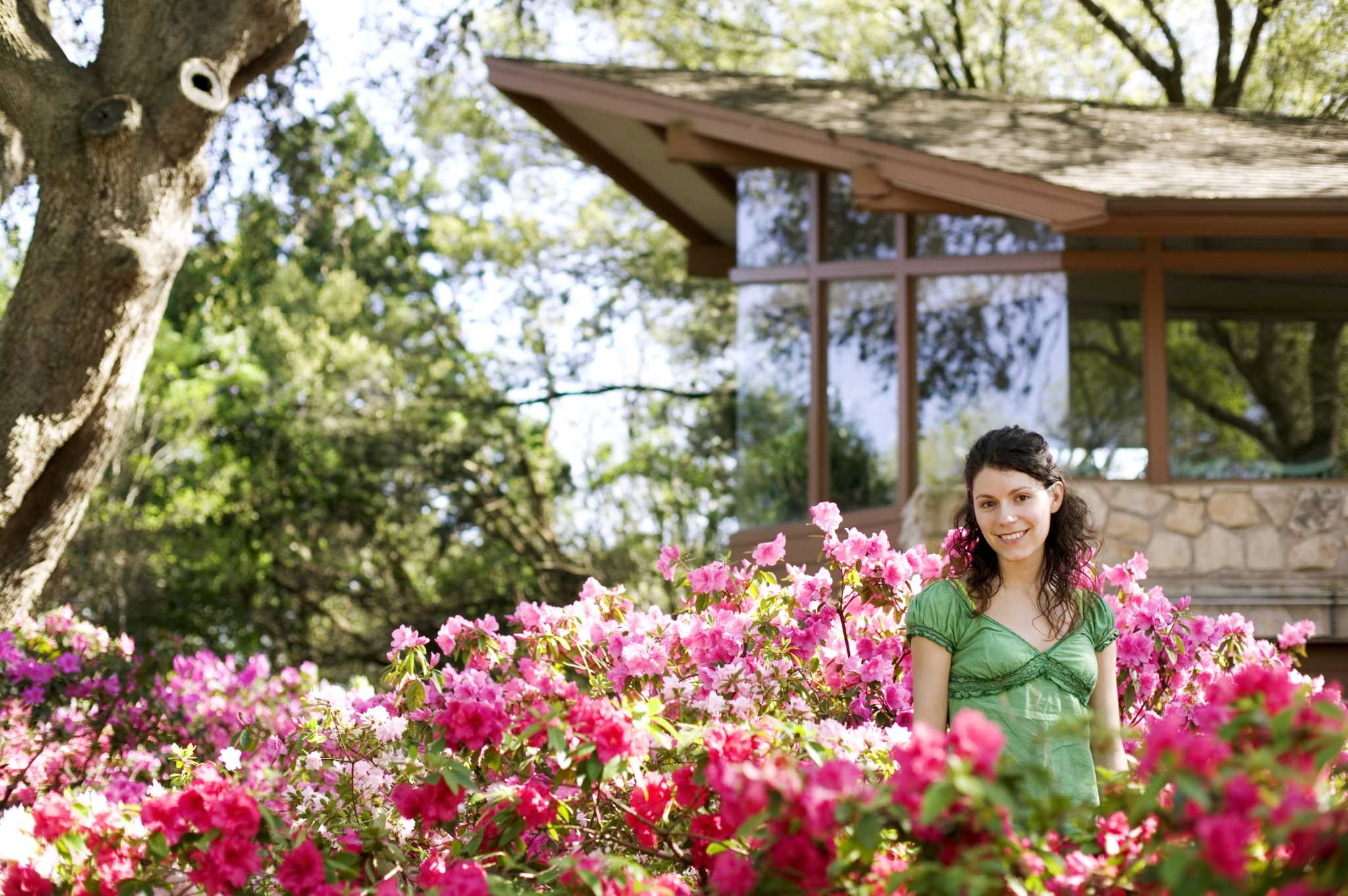 Growth Rate of the Hibiscus Syriacus 'Lucy'