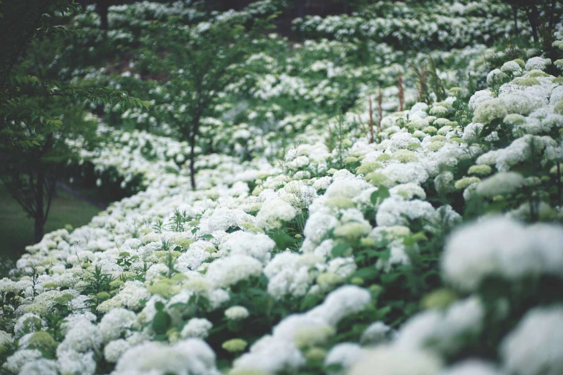 The Growth Rate of the Hydrangea Tree