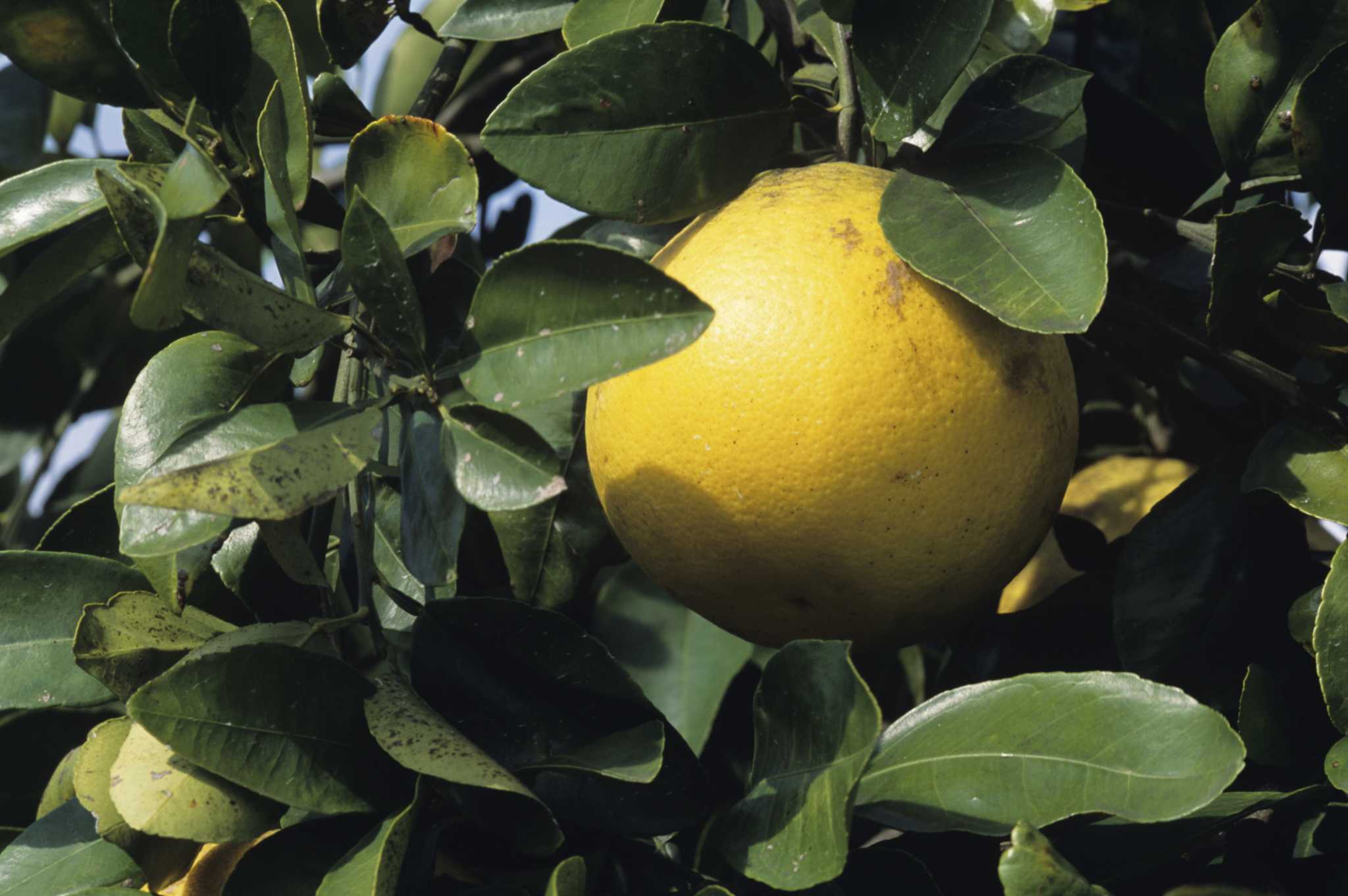 When to Water Indoor Grapefruit Trees Grown From Seed