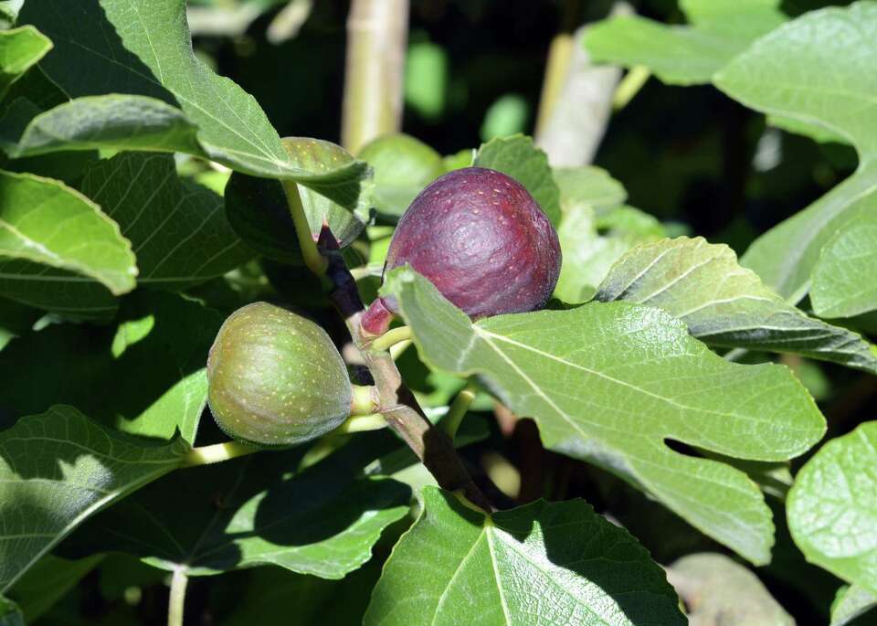 Growth Stages of a Fig Tree