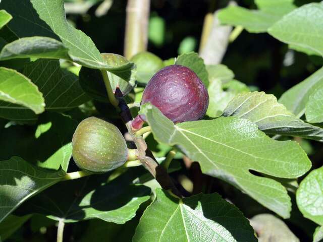 Growth Stages of a Fig Tree