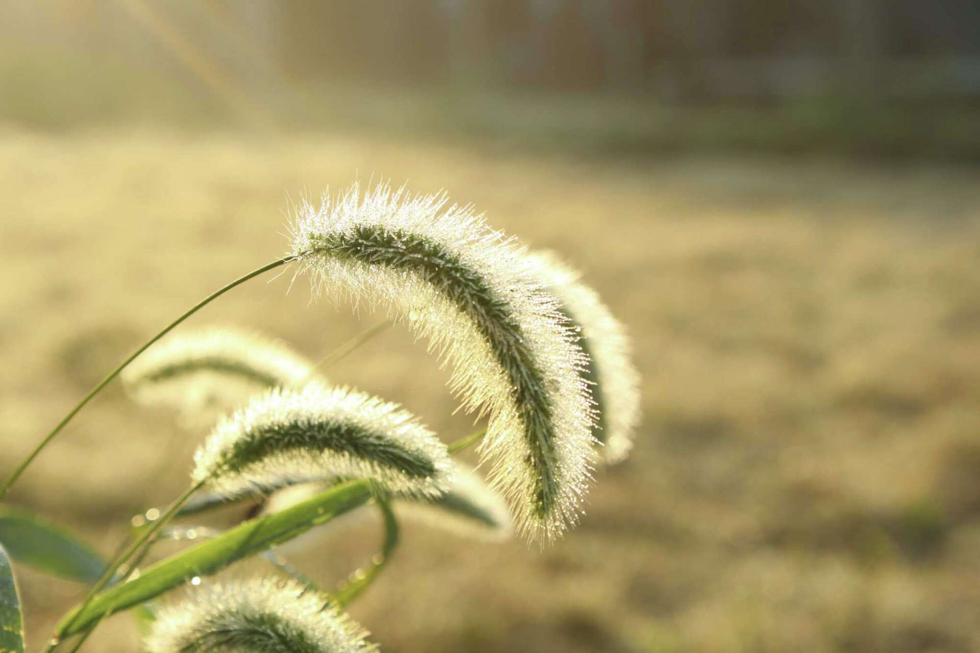 Growth Stages of Fox Tail