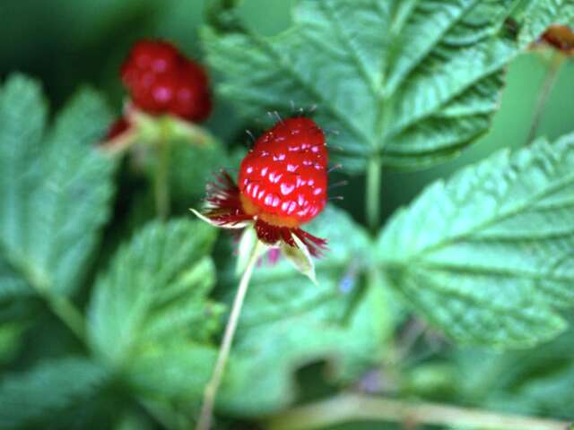 Growth Stages of the Raspberry Plant