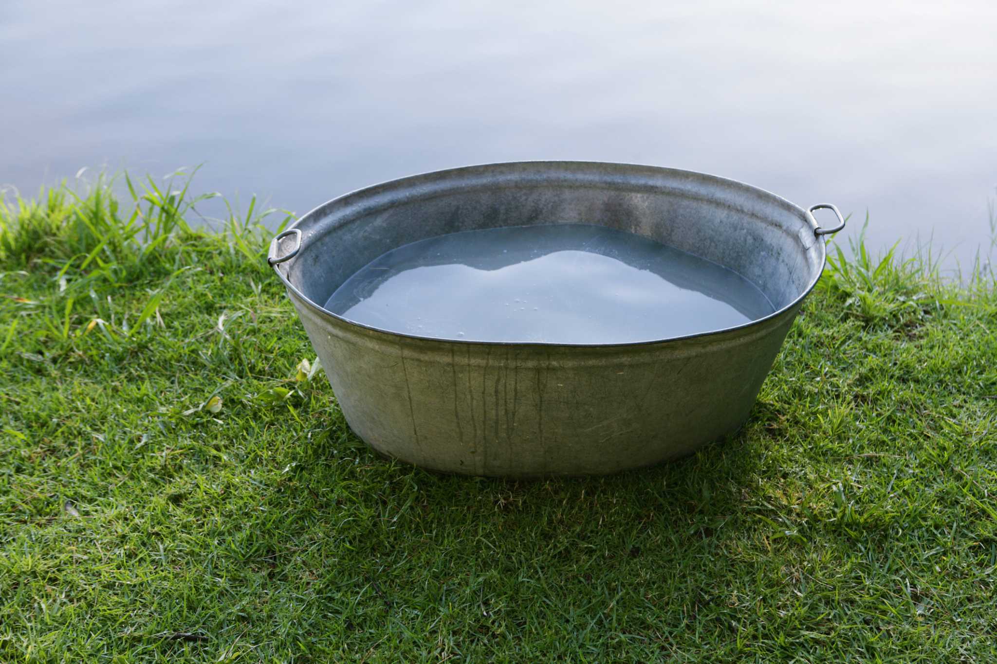 How to Grow Tomatoes in Galvanized Tubs
