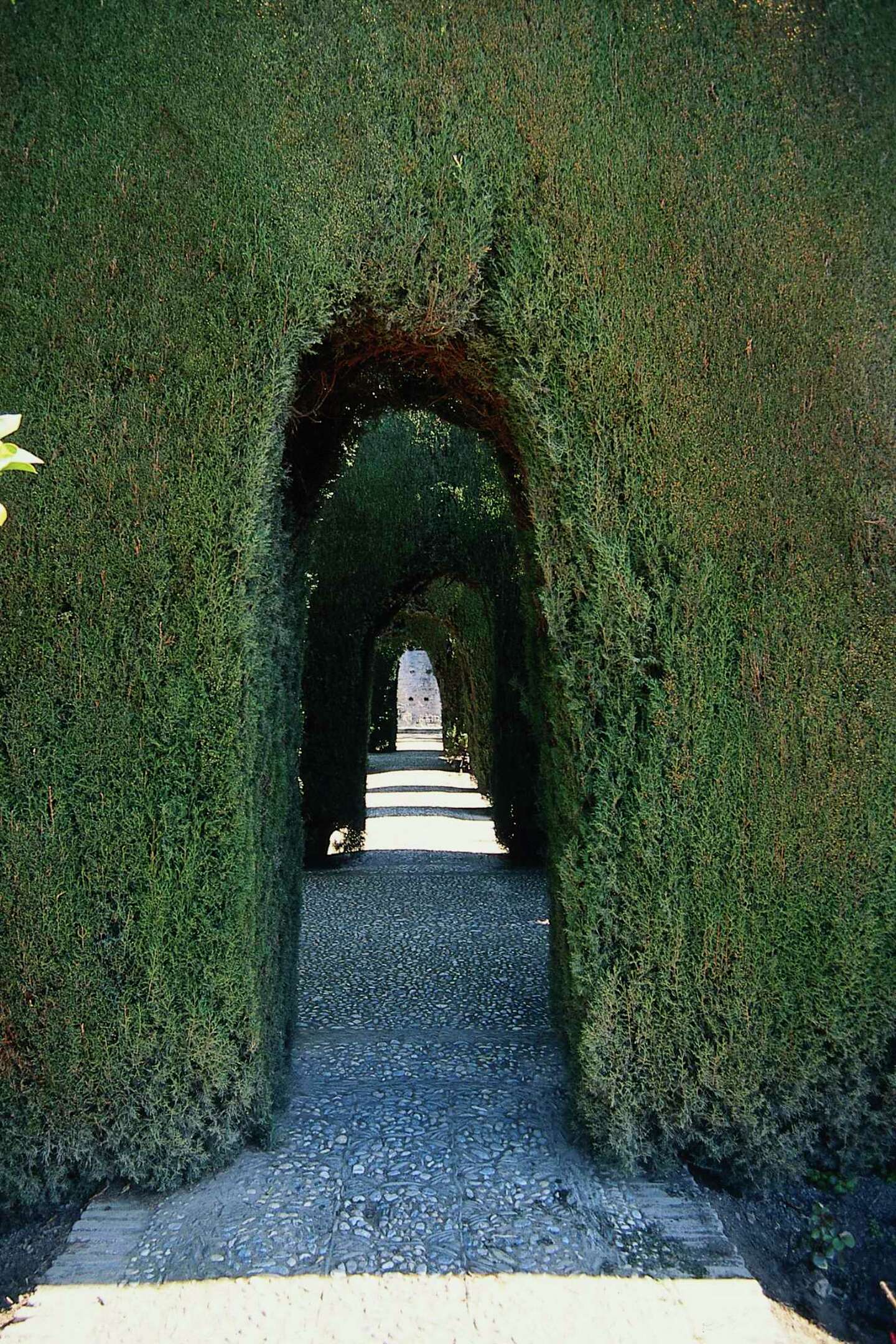 How to Grow Tree Archways