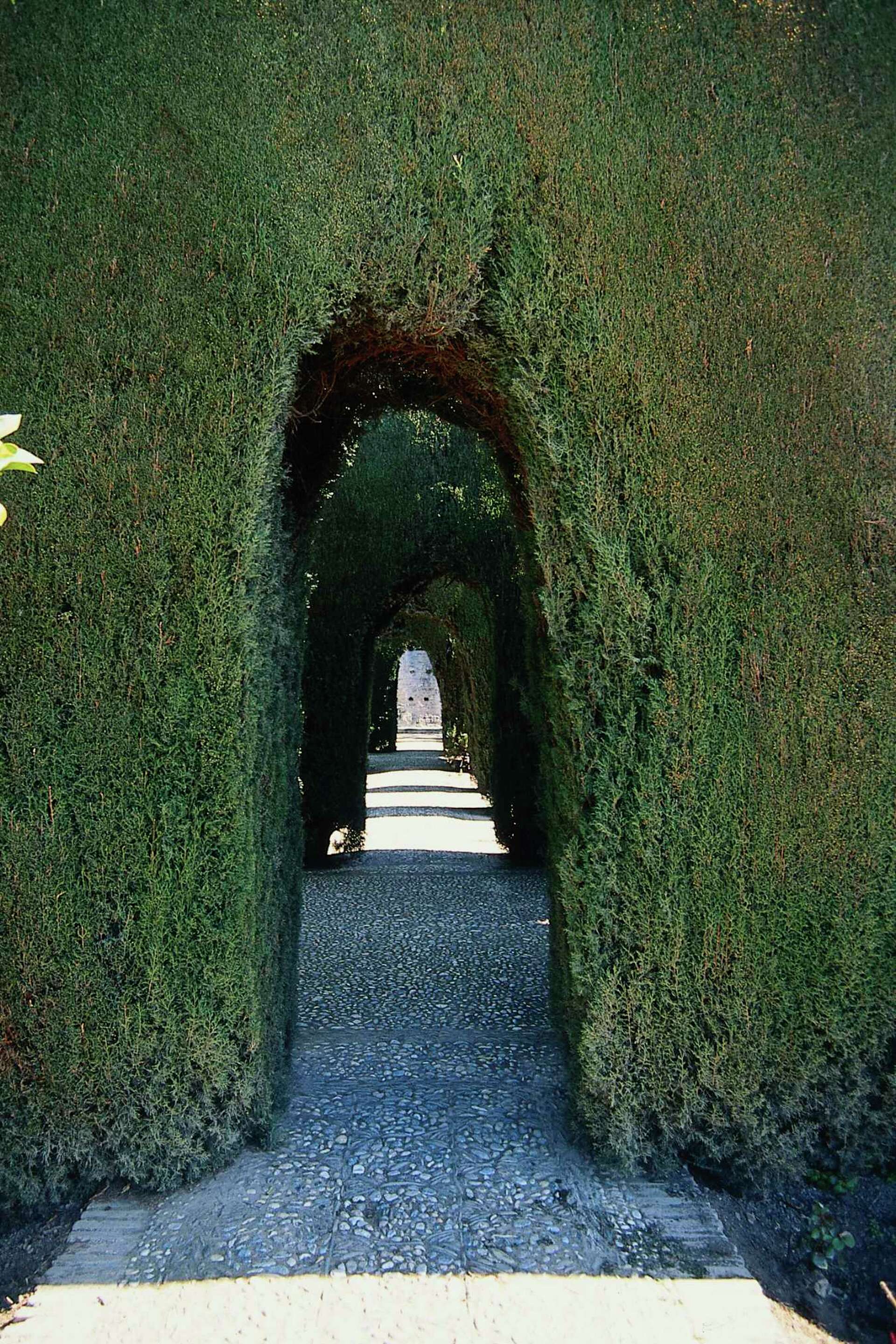 How to Grow Tree Archways