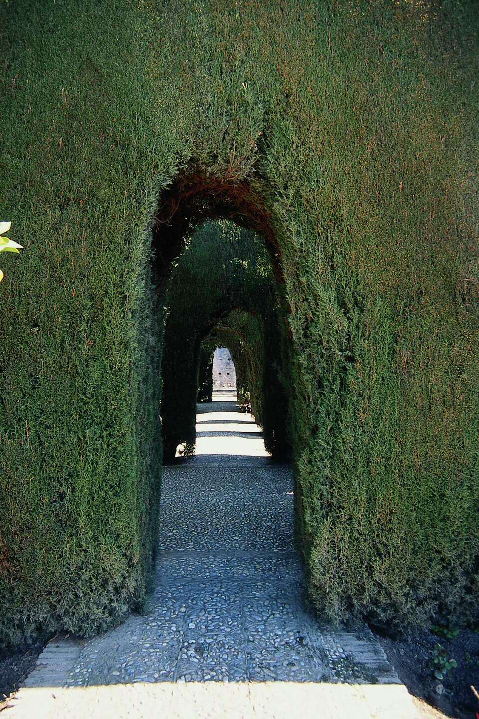 How to Grow Tree Archways