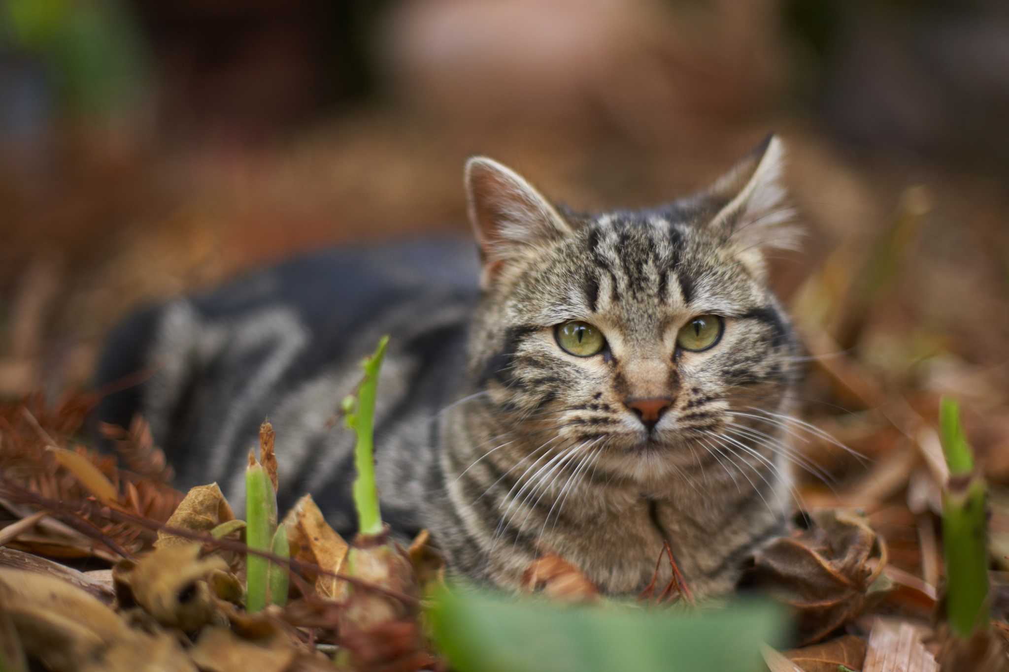 Does Cayenne Get Rid of Cats?