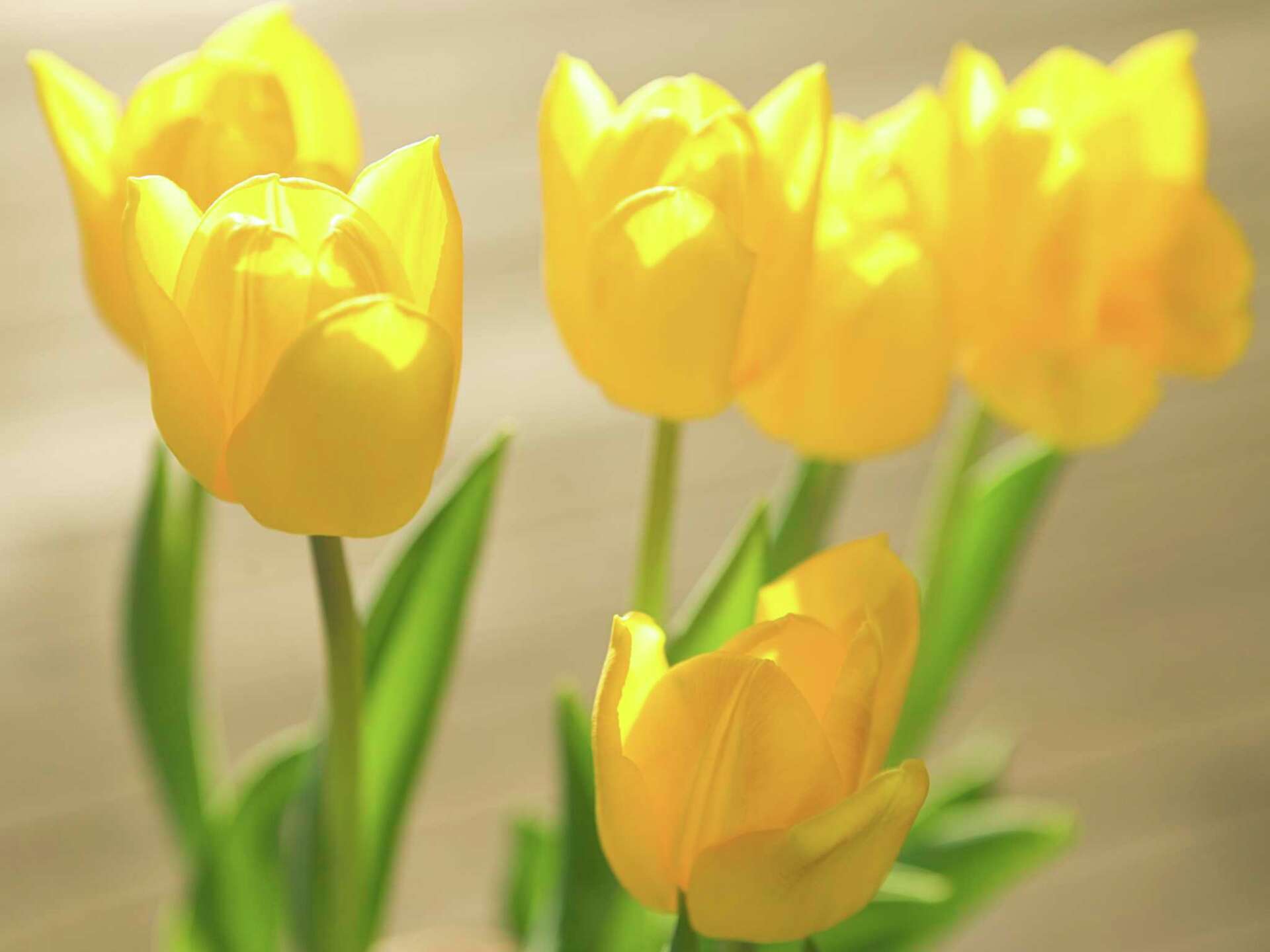 Weed Suppression in Tulips