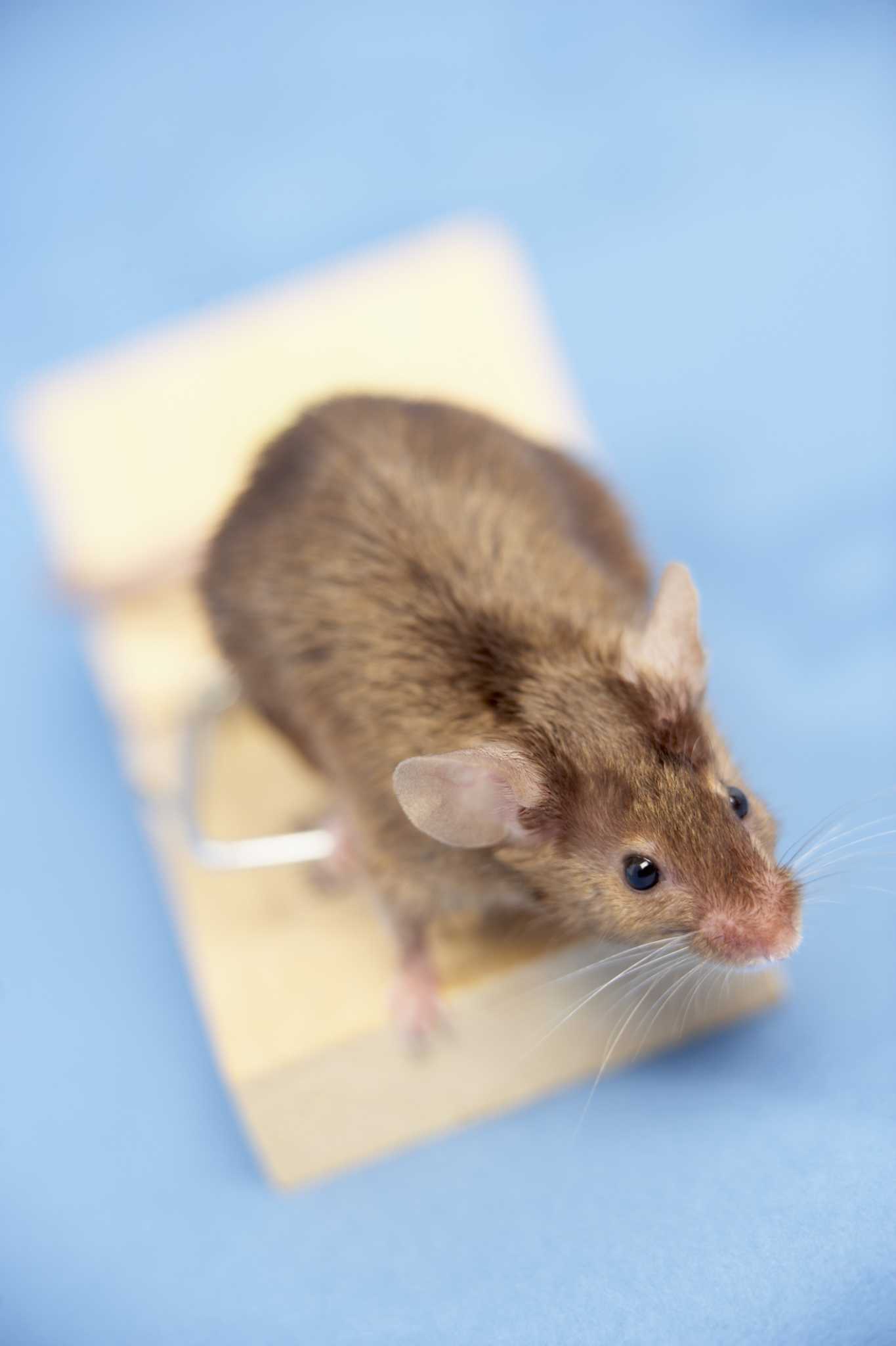 Who Is Responsible for Mice in Rental Properties?
