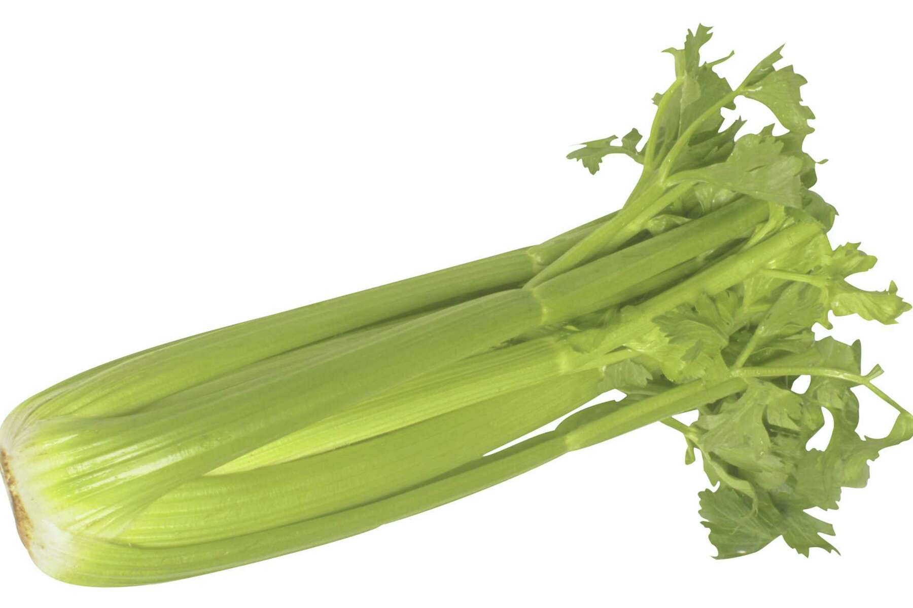 Celery Stalk In Ground