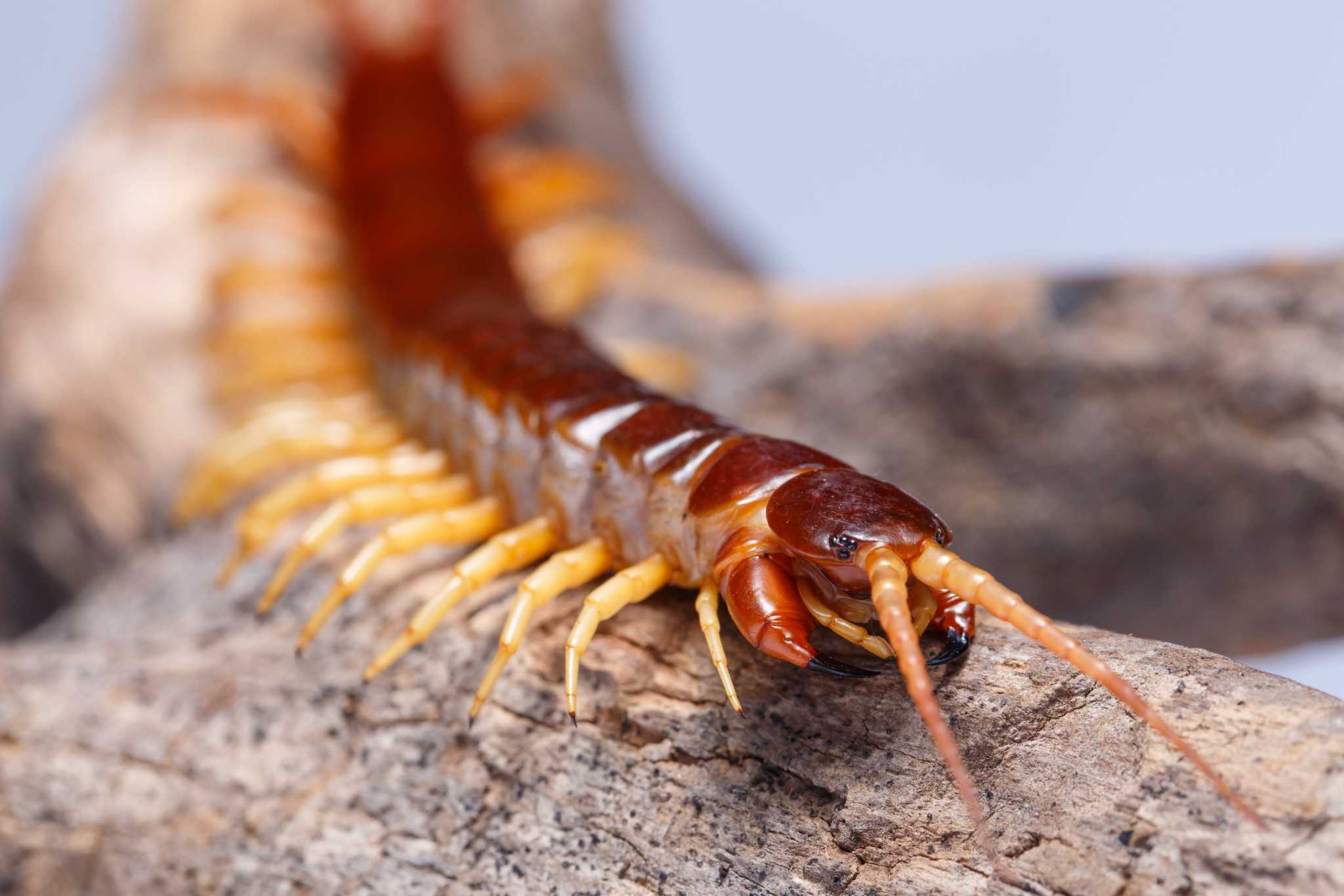 Centipedes in House Plants