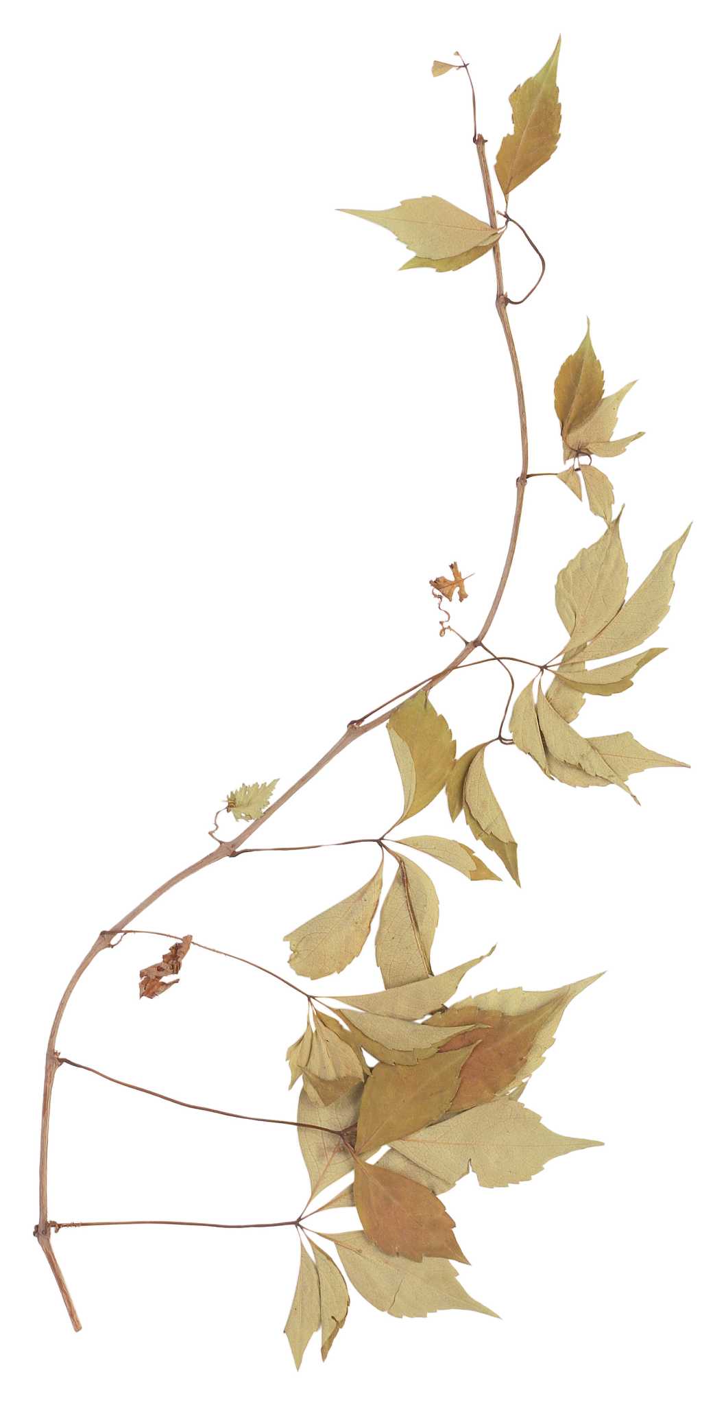 How to Grow Vines on Columns