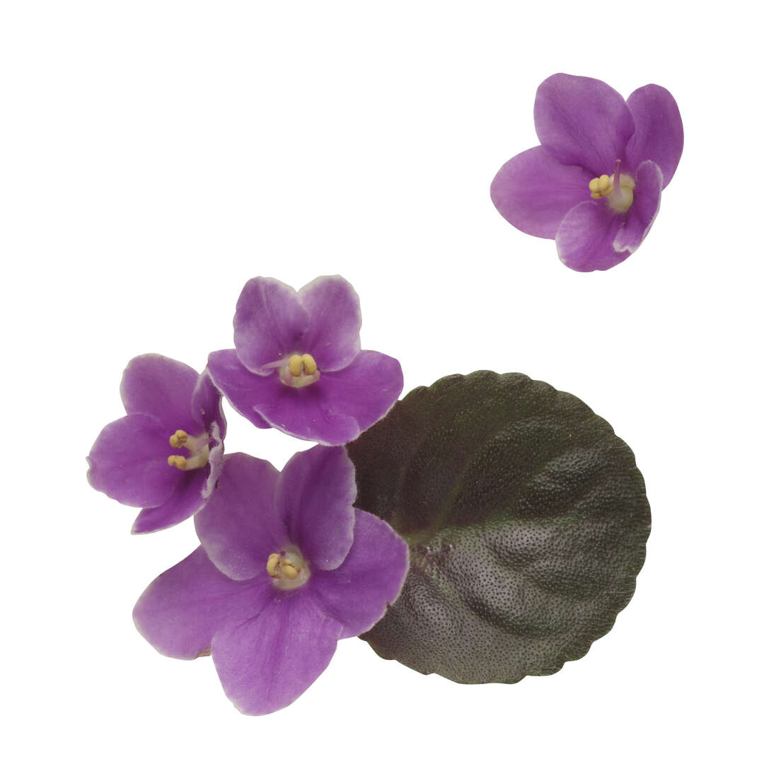 Miniature African Violet Plants