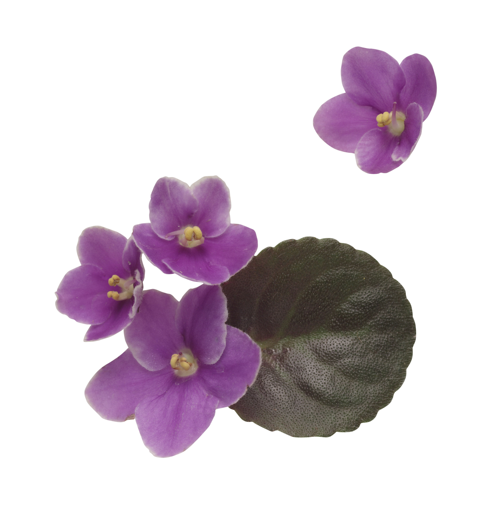 Miniature African Violet Plants