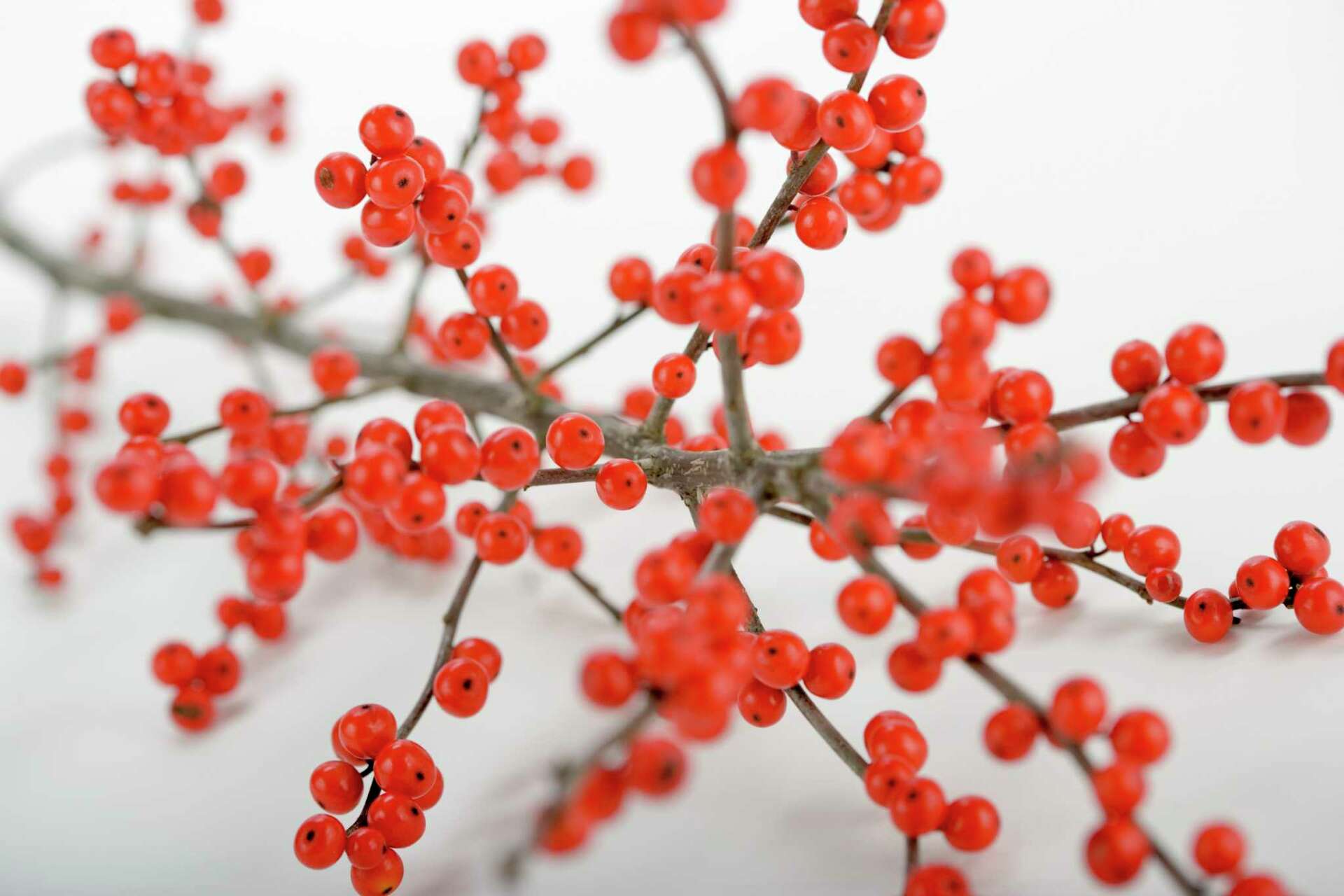 How to Grow Winterberry From Cuttings