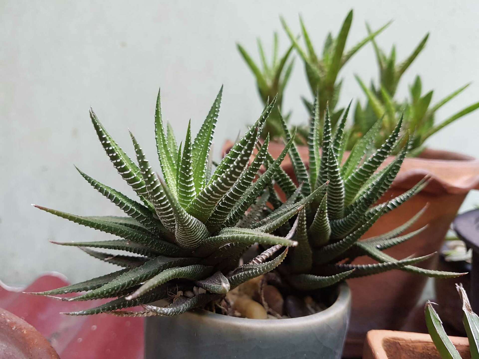 How to Grow a Zebra Cactus