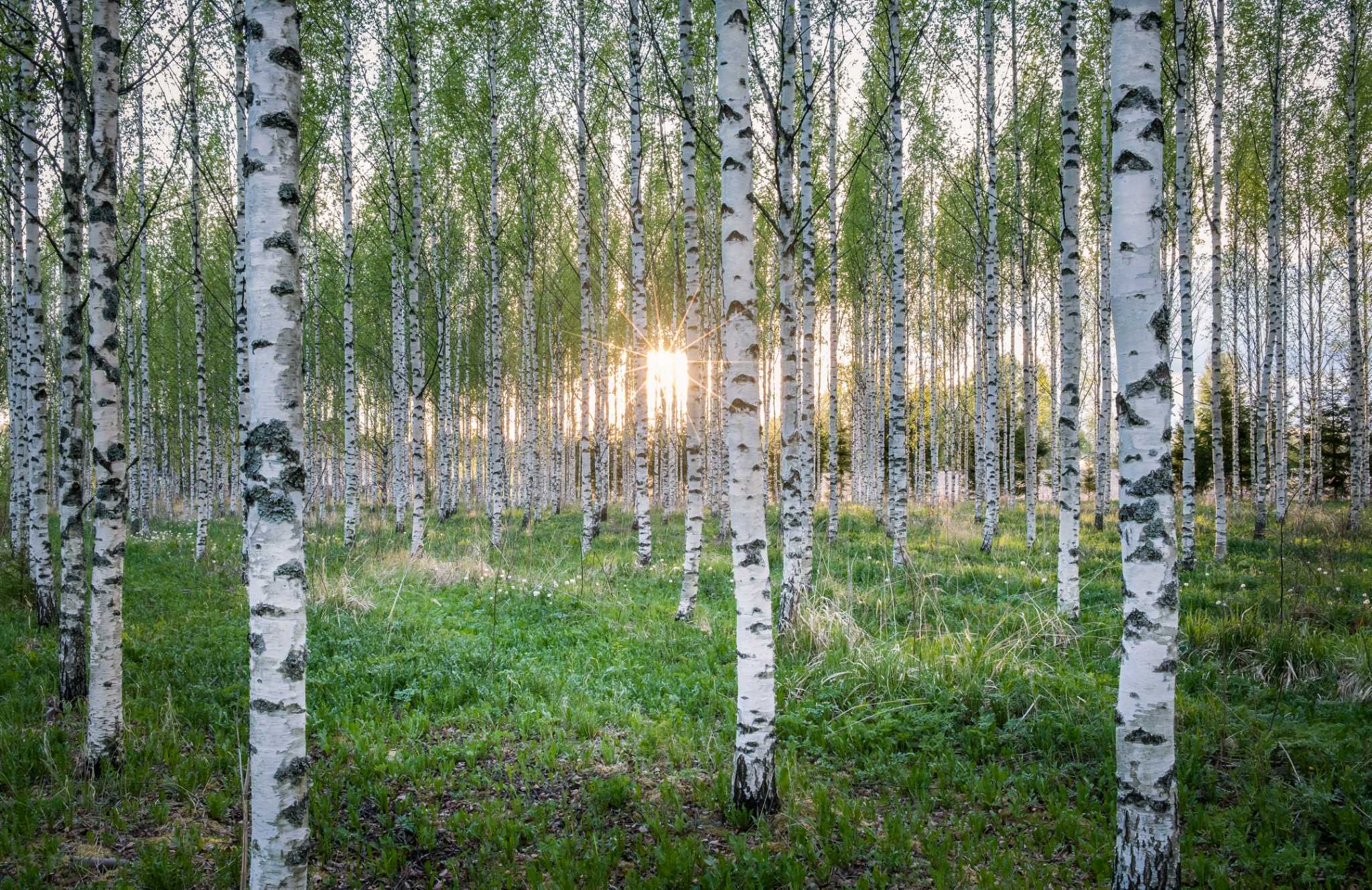 A Guide to Birch Tree Pests & Diseases