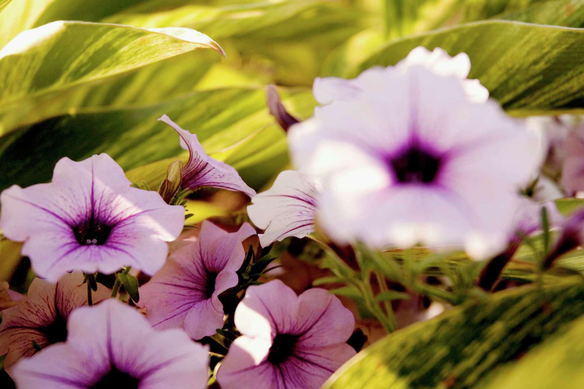 What Is the Habitat of a Petunia?