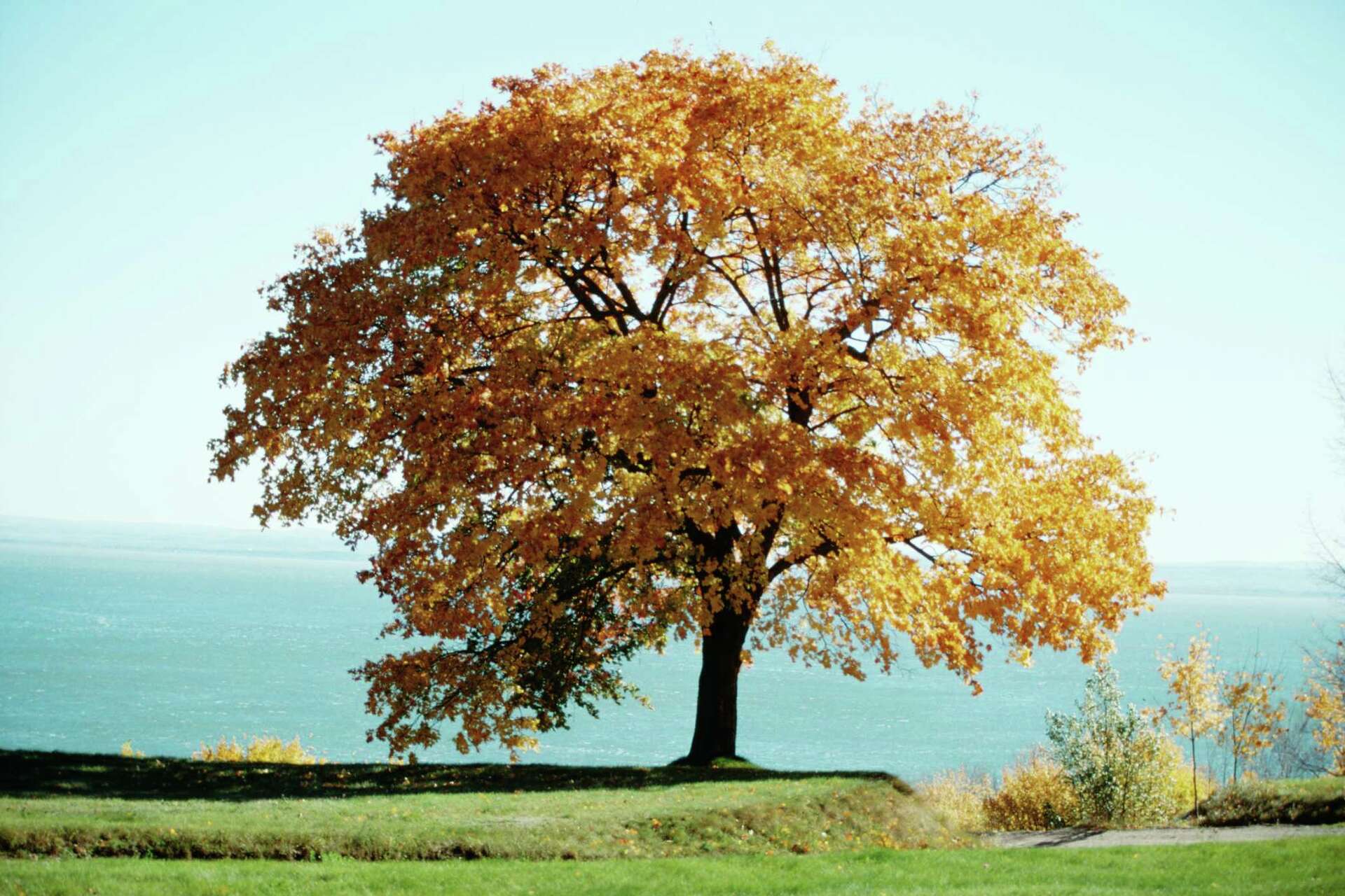 Hackberry Tree Varieties