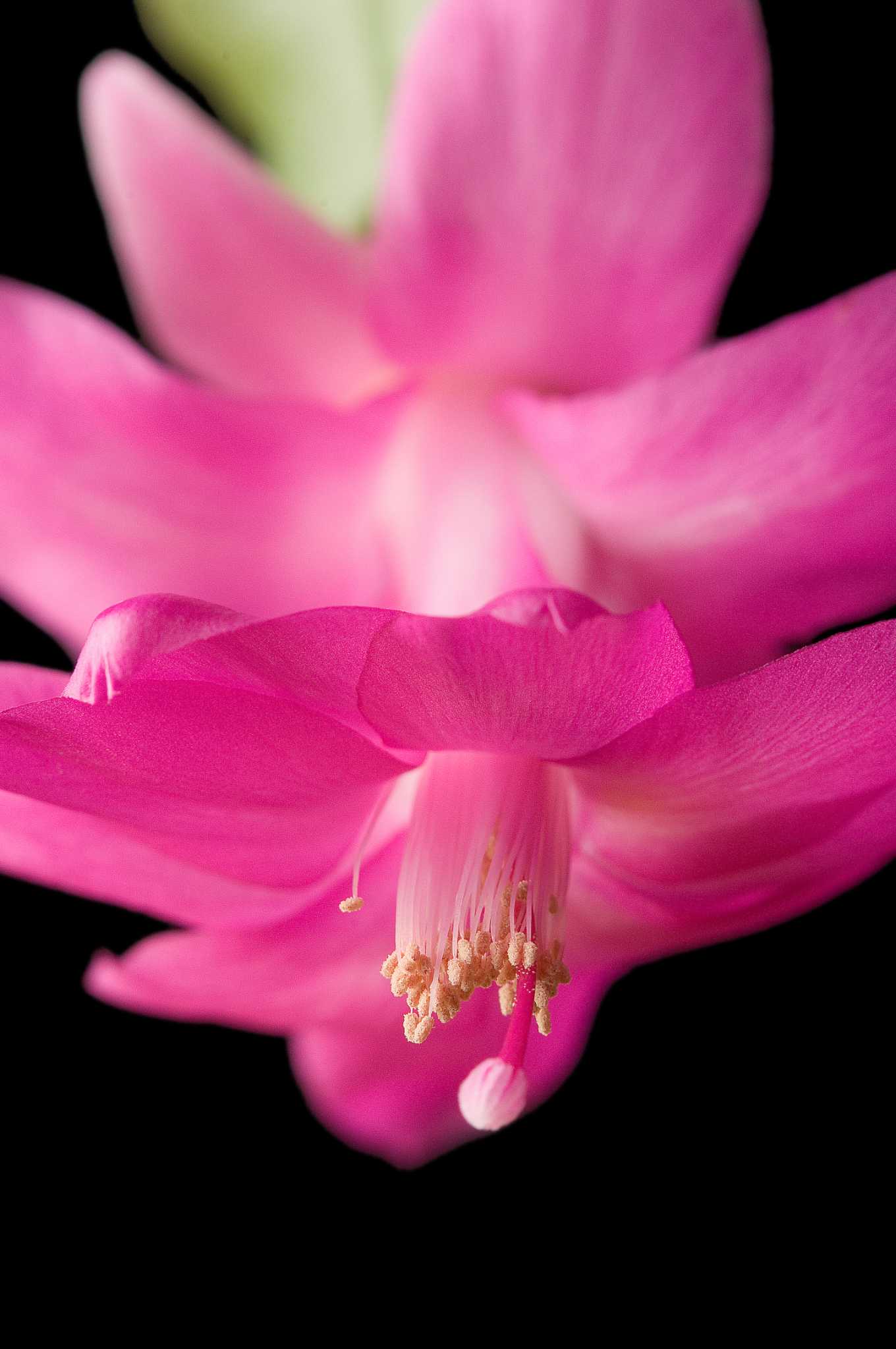 How to Hand Pollinate a Christmas Cactus