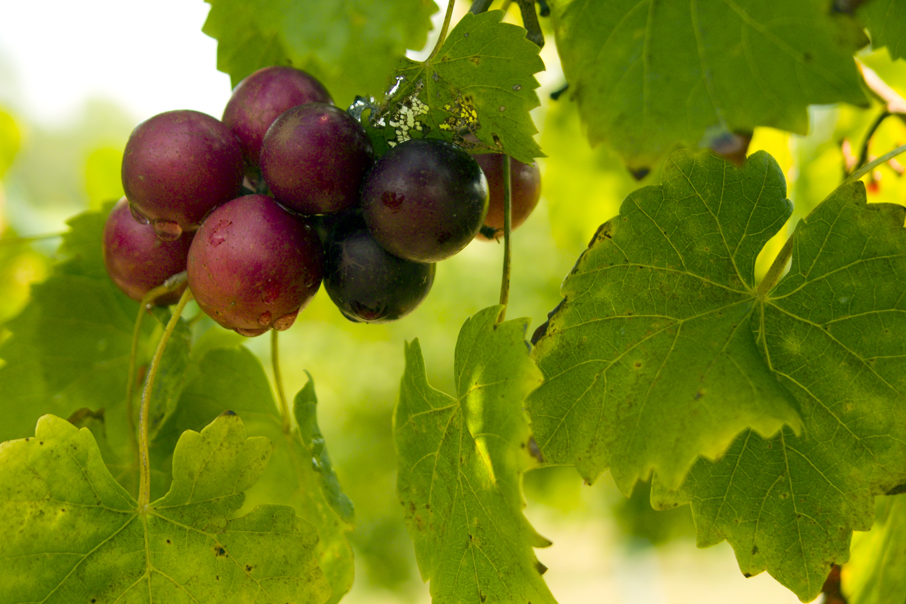 Muscadine Grape Seed Benefits