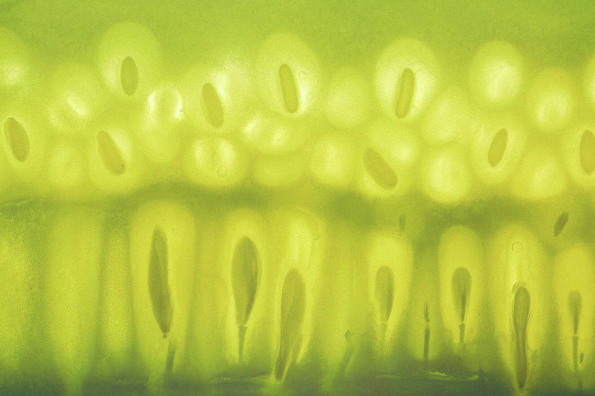 What Happens After the Cucumber Flower Is Pollinated?