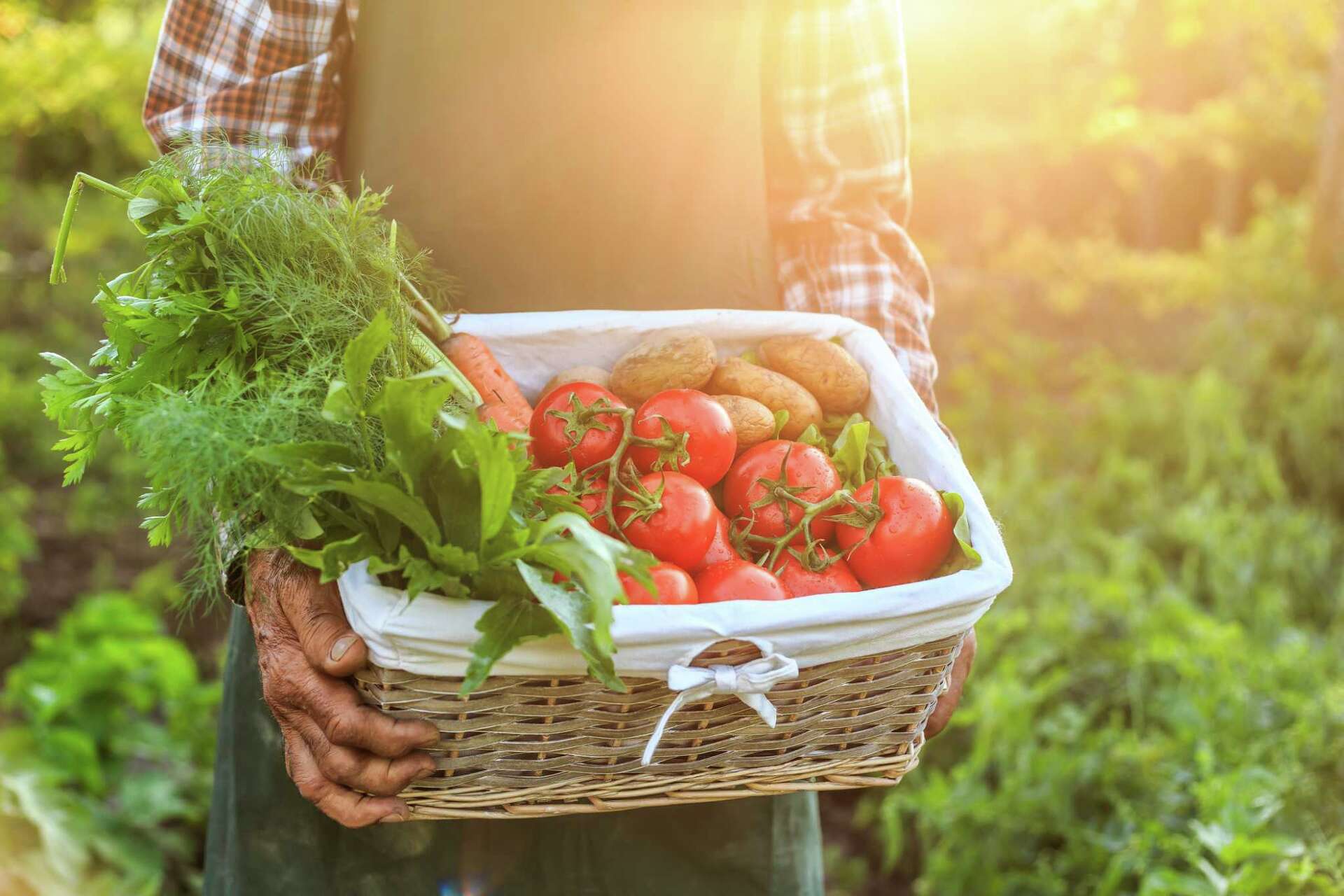 What Happens if Plants Are Planted Too Close Together?