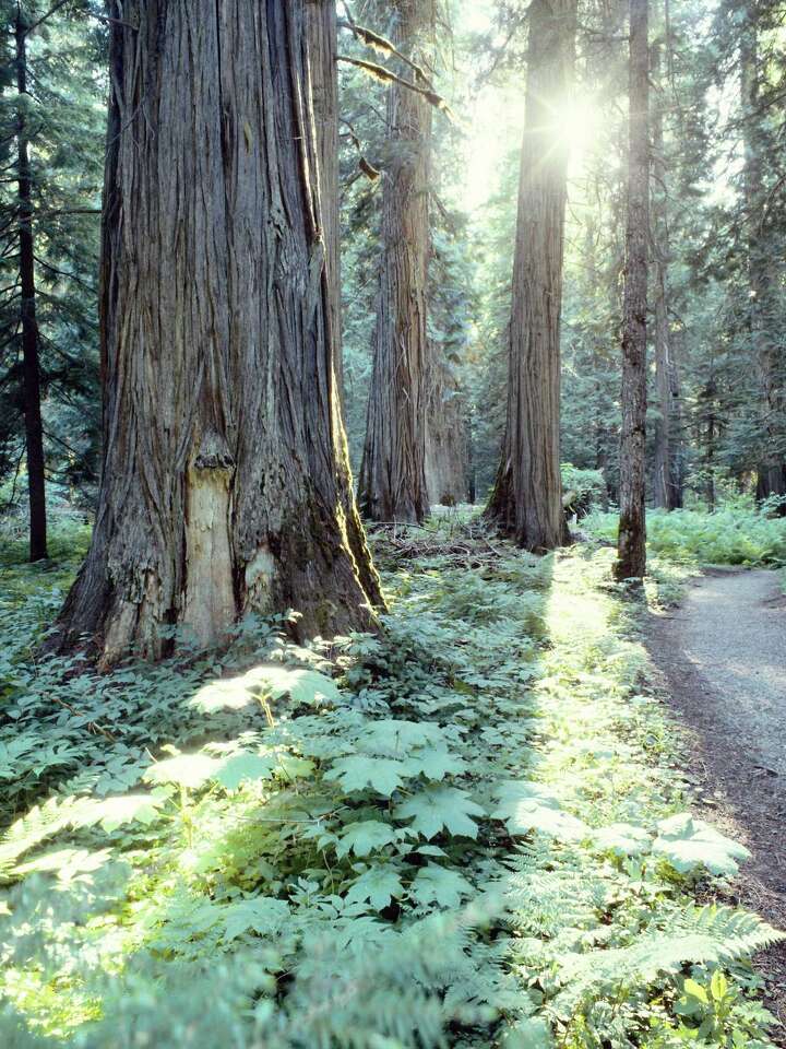 Uses for Cedar Trees