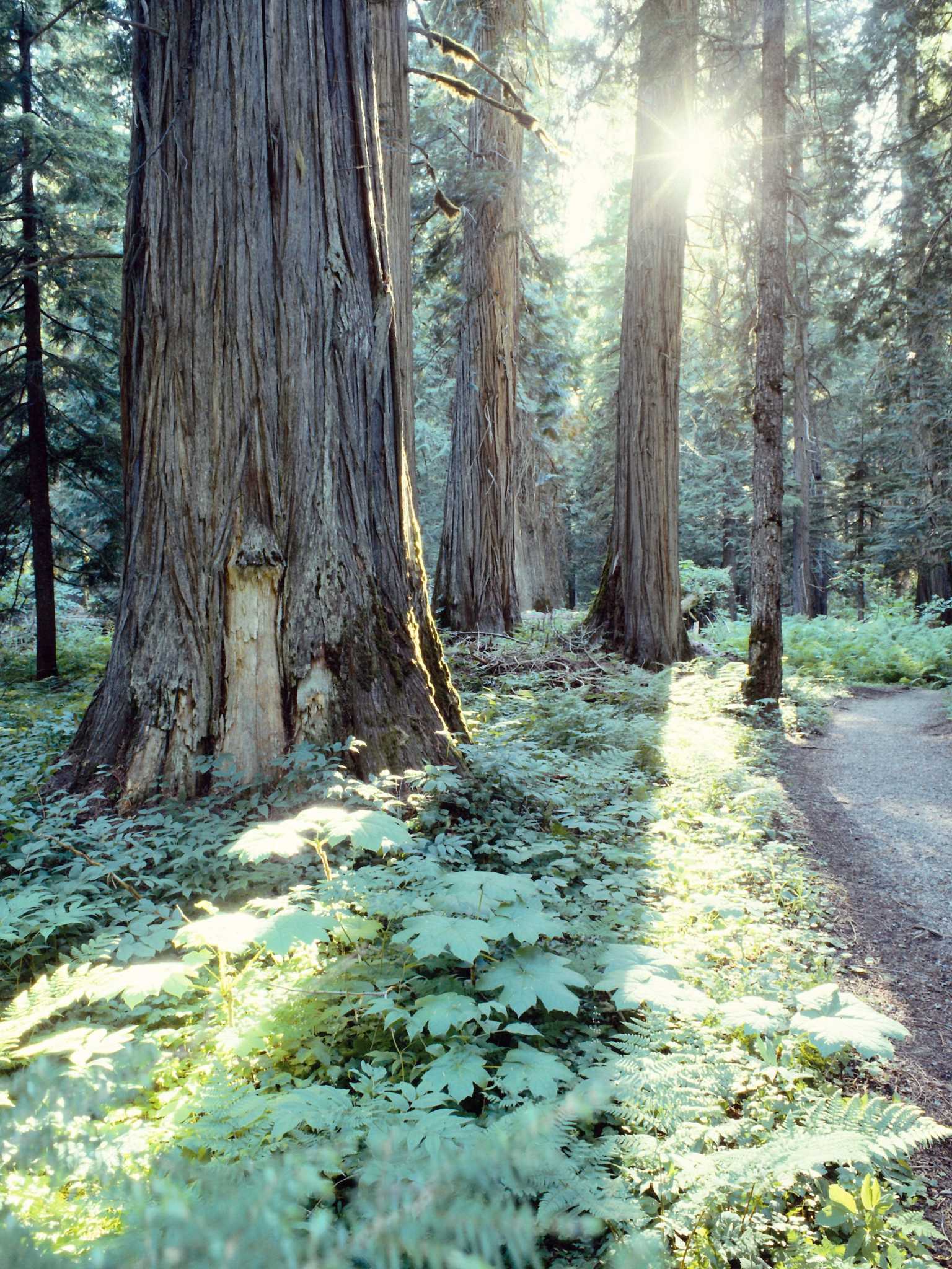 Uses for Cedar Trees