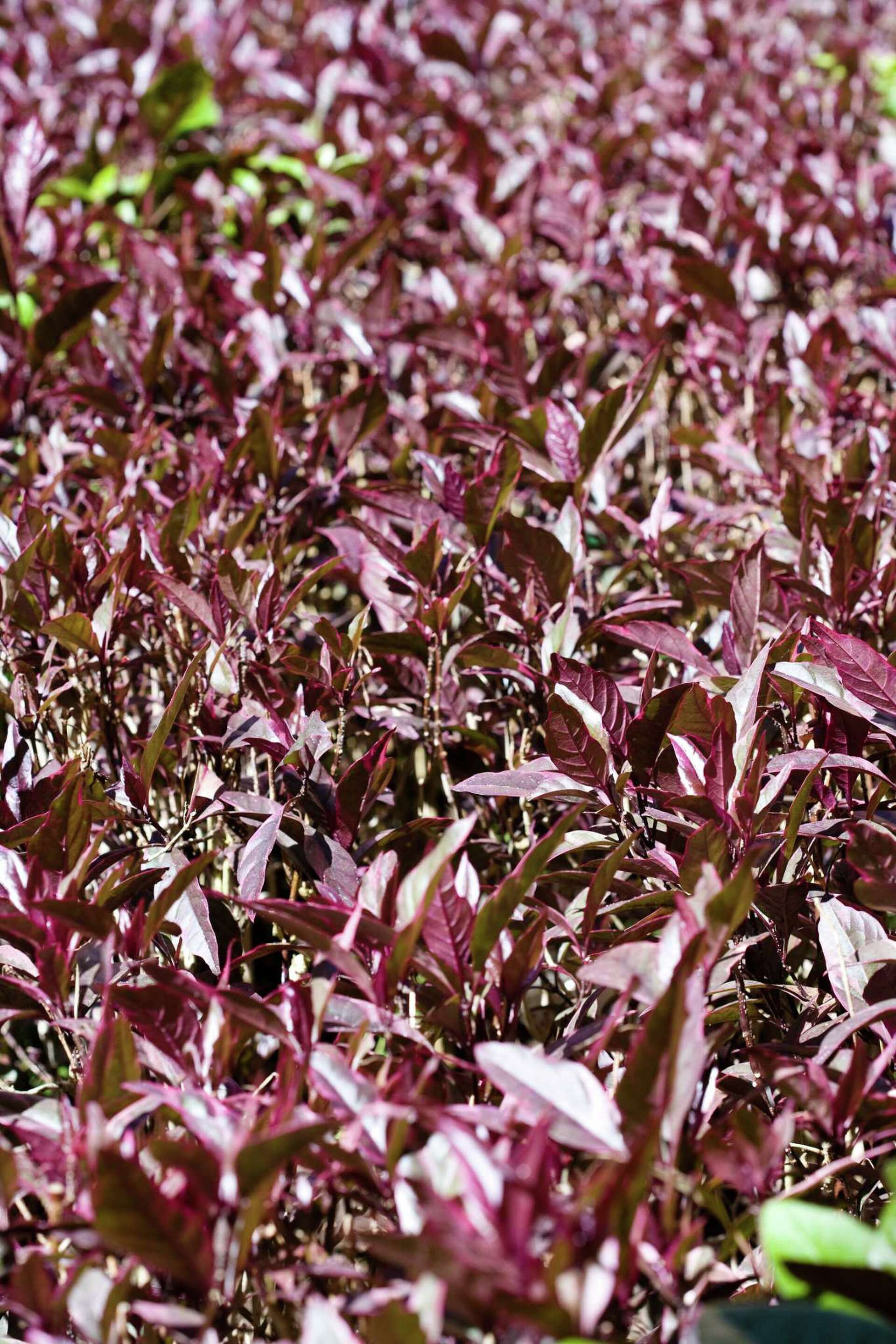 How to Plant a Purple Sand Cherry