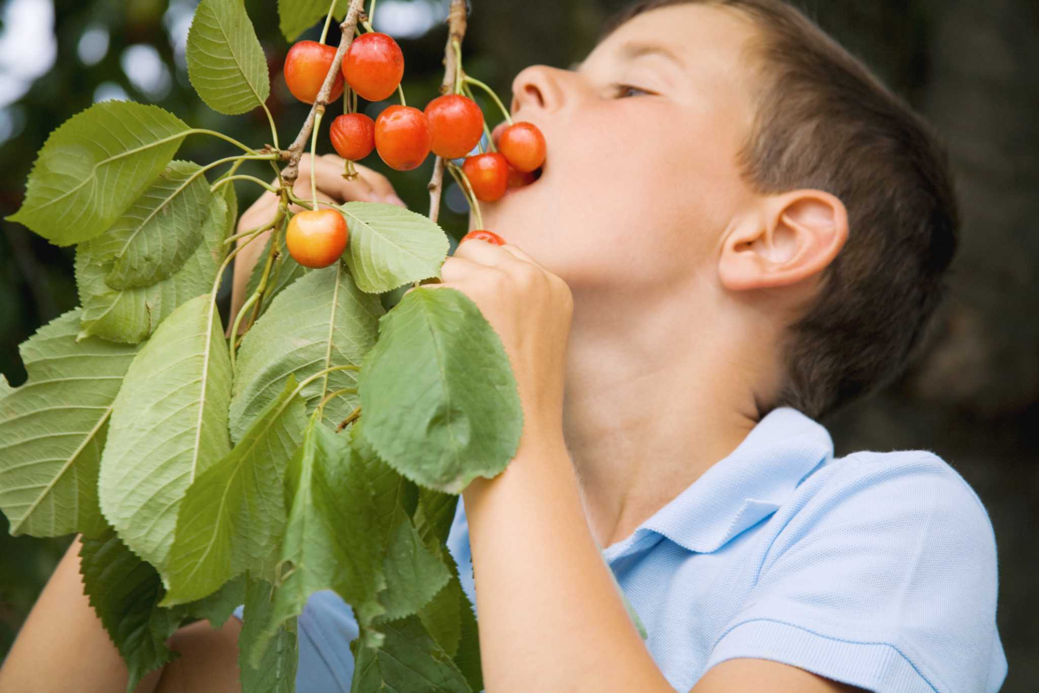 Harmful and Beneficial Insects for a Cherry Tree