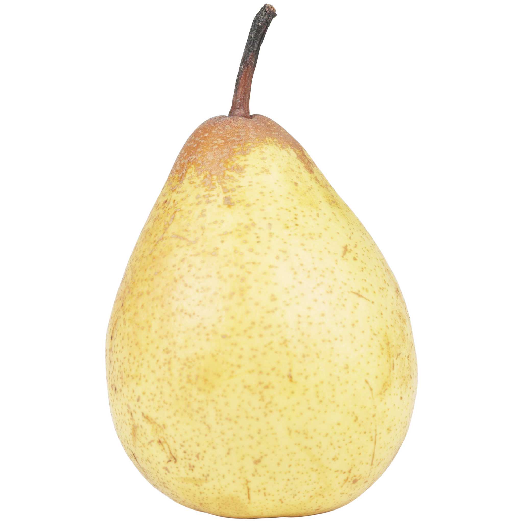 Harrow Sweet Pear Tree Harvest Time