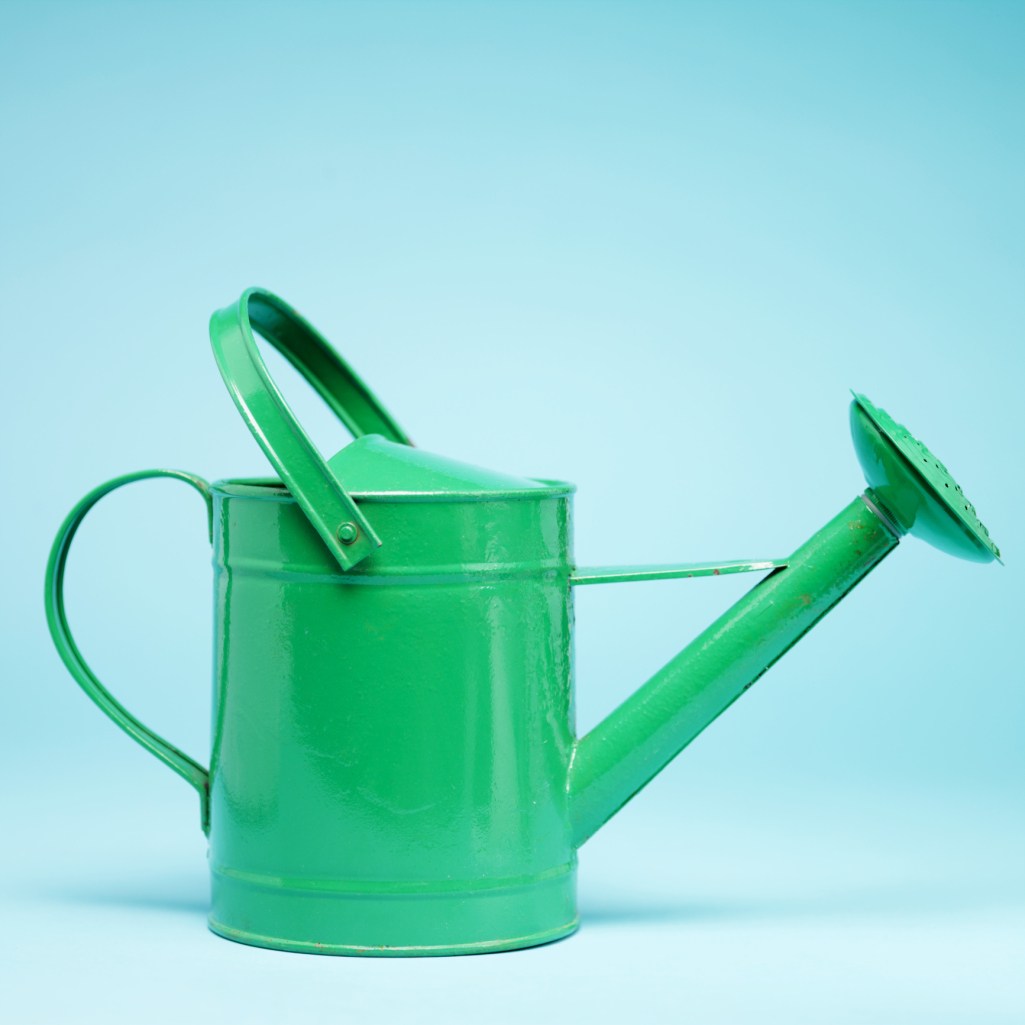 Why Are Harry Lauder Walking Stick Leaves Droopy?