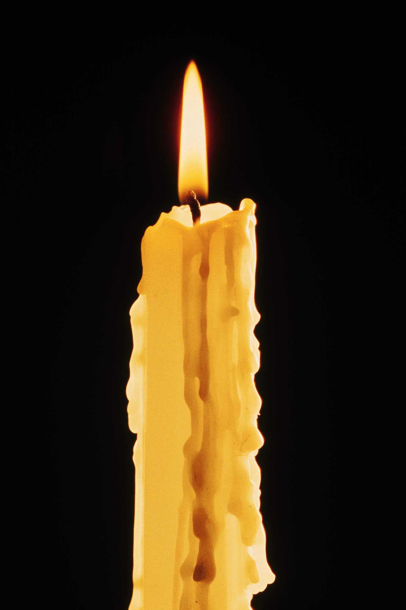 How to Harvest Chinese Tallow Wax