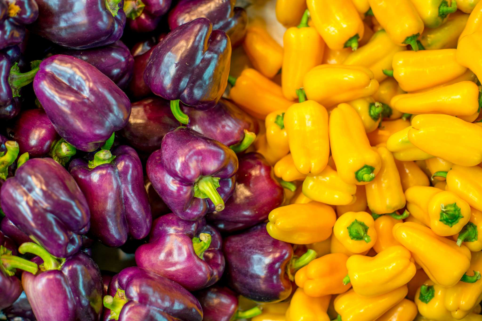 When to Harvest Purple Bell Pepper?