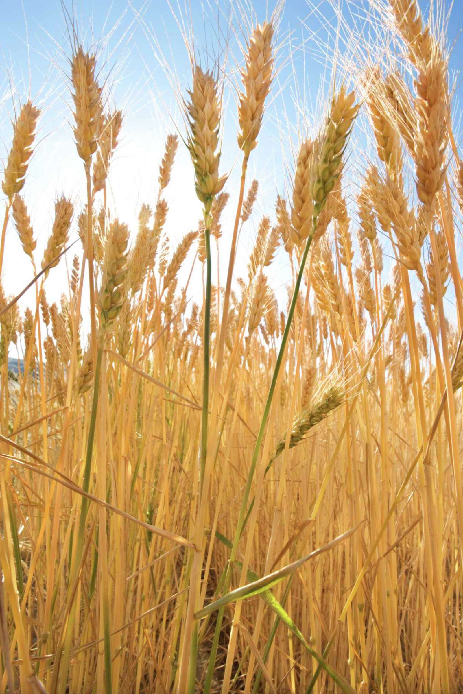 How to Harvest Wheat for Dried Arrangements