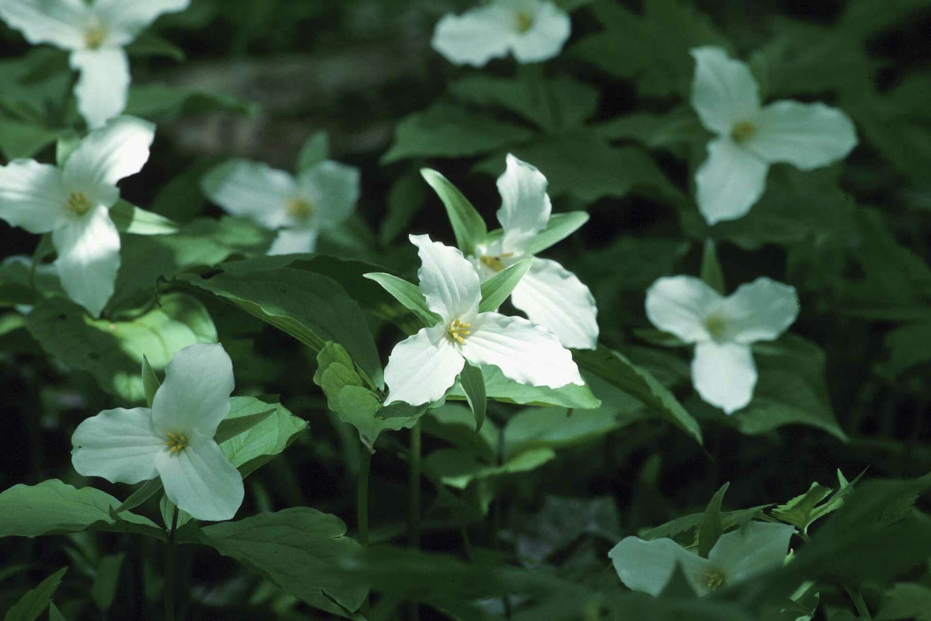 When Do Trillium Bloom?