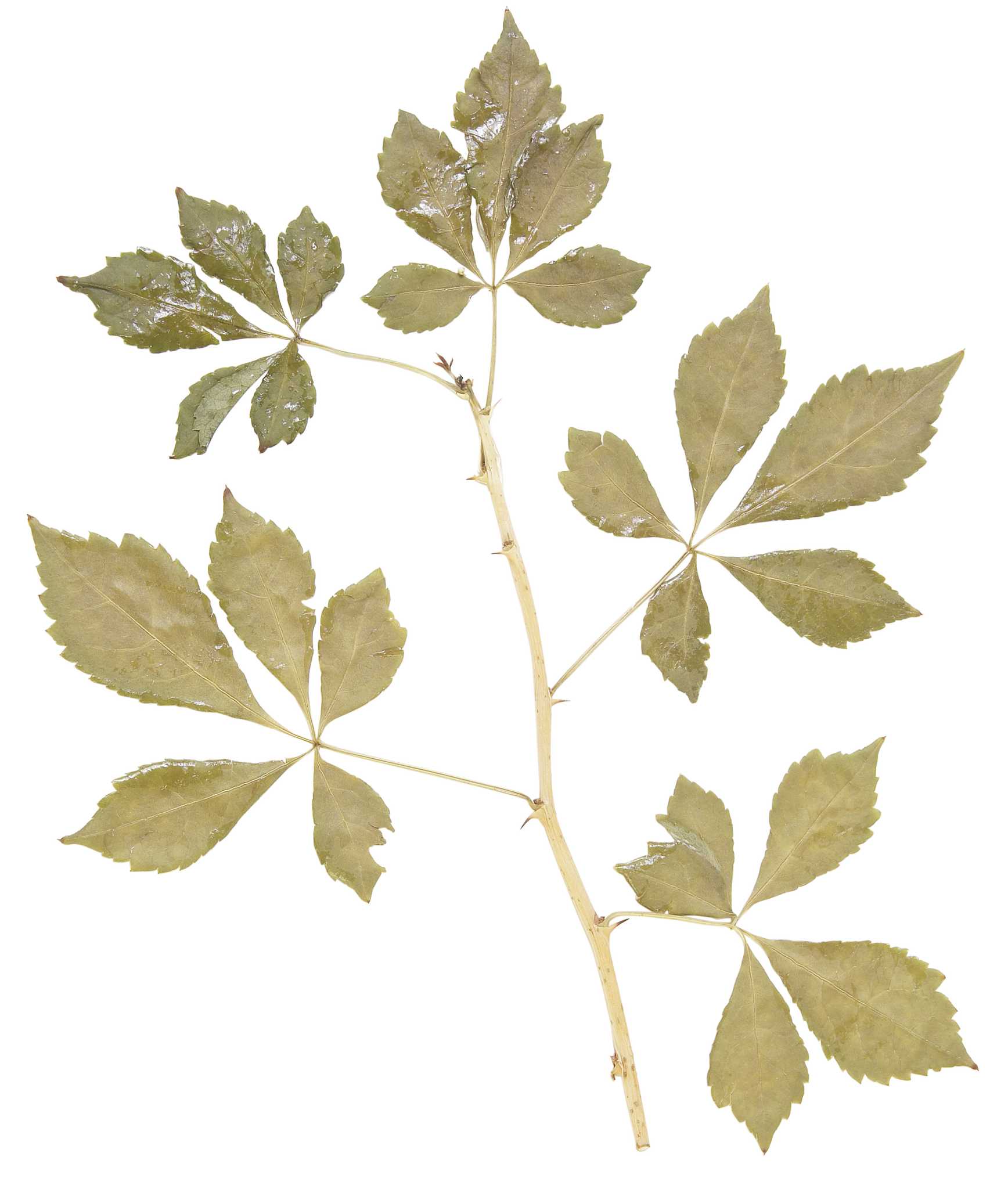 Hawthorne Tree Facts