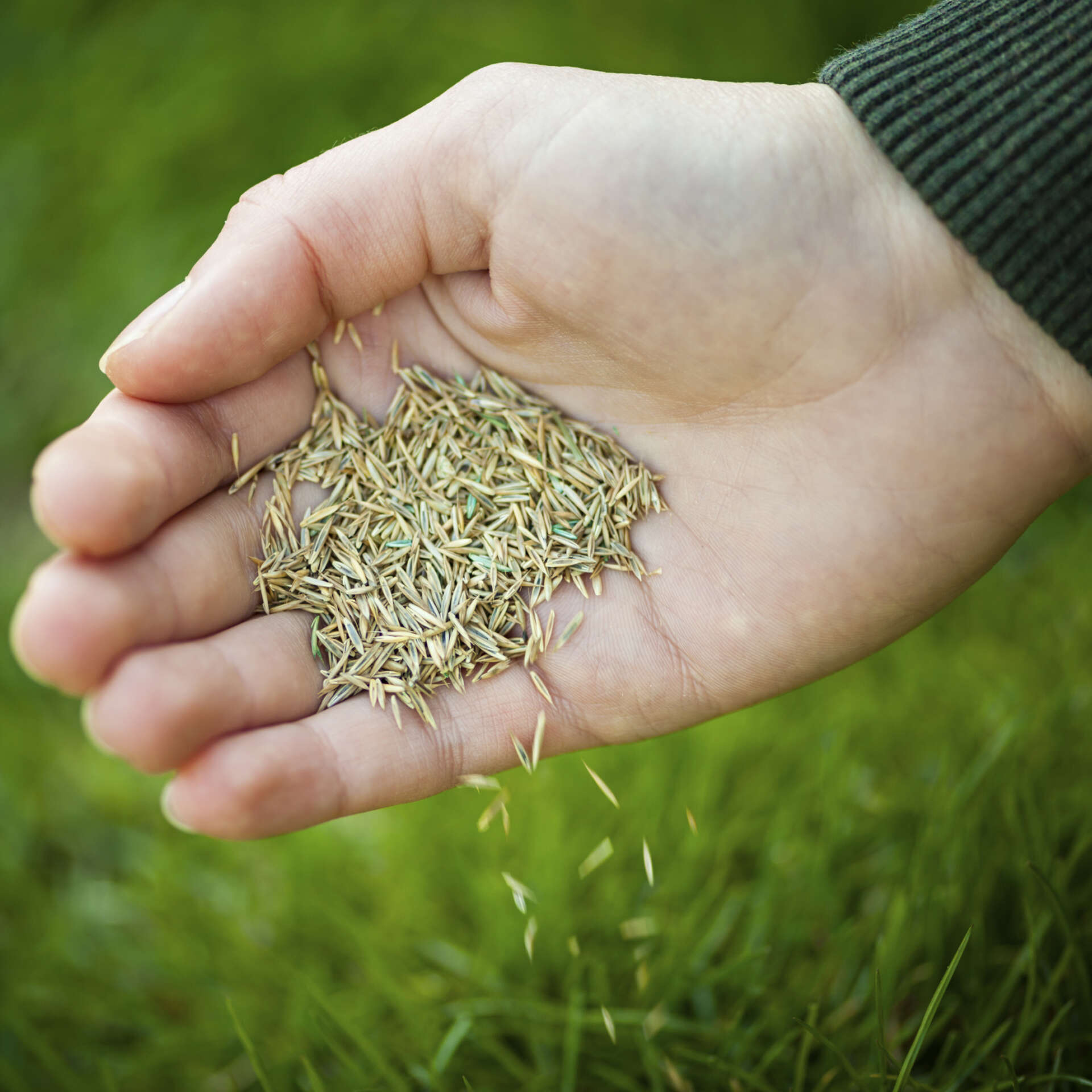 How Does Hay Affect the Growth of New Grass?