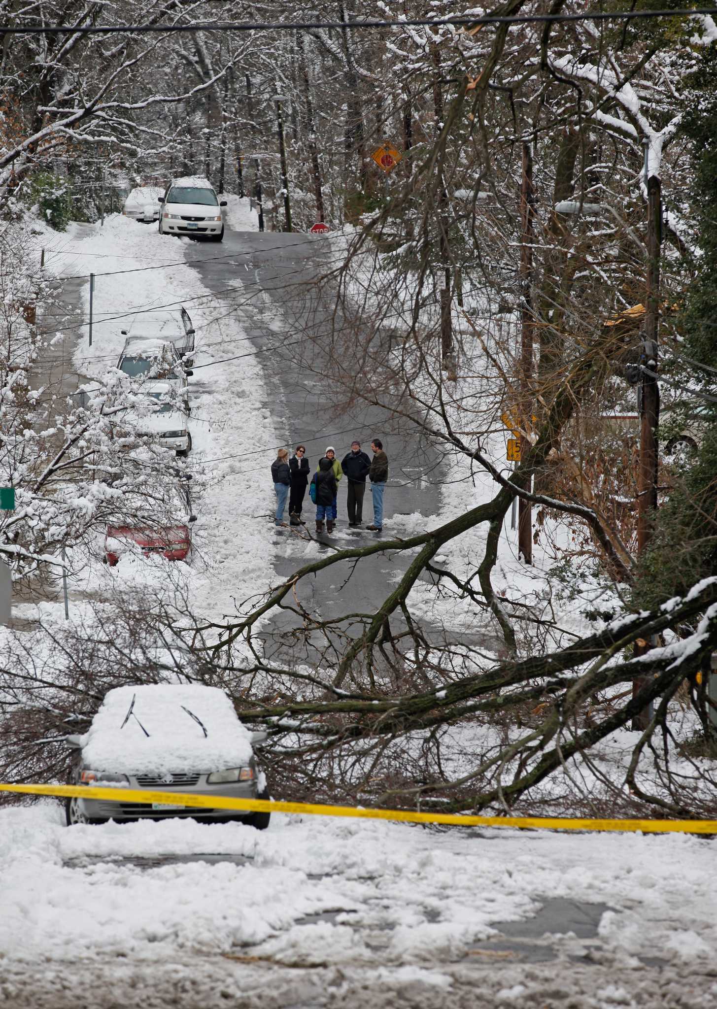 How to Heal a Cracked Tree Limb