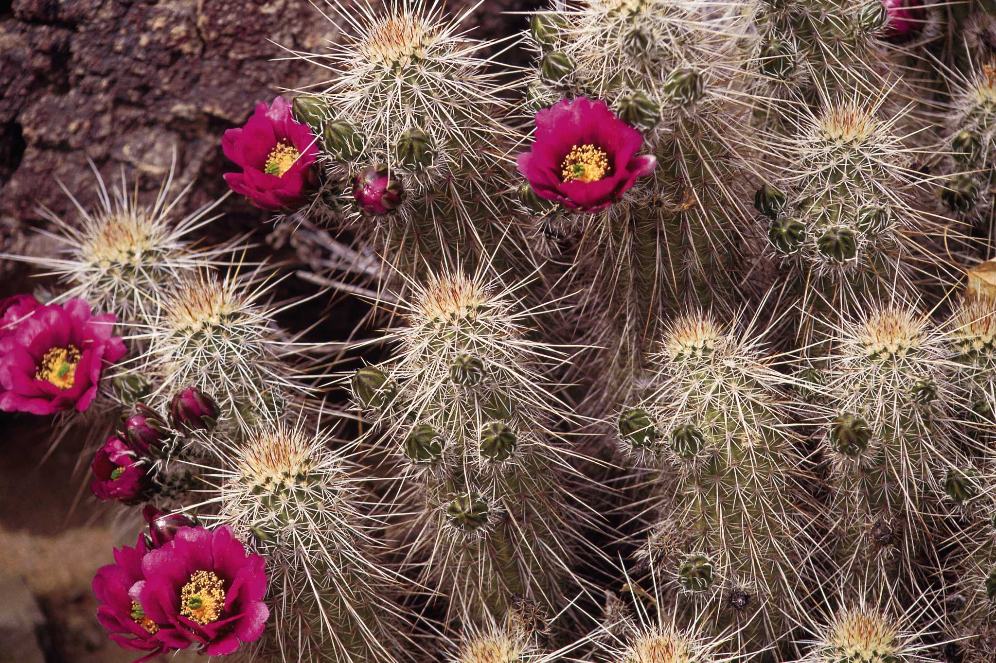 Hedgehog Cactus Information