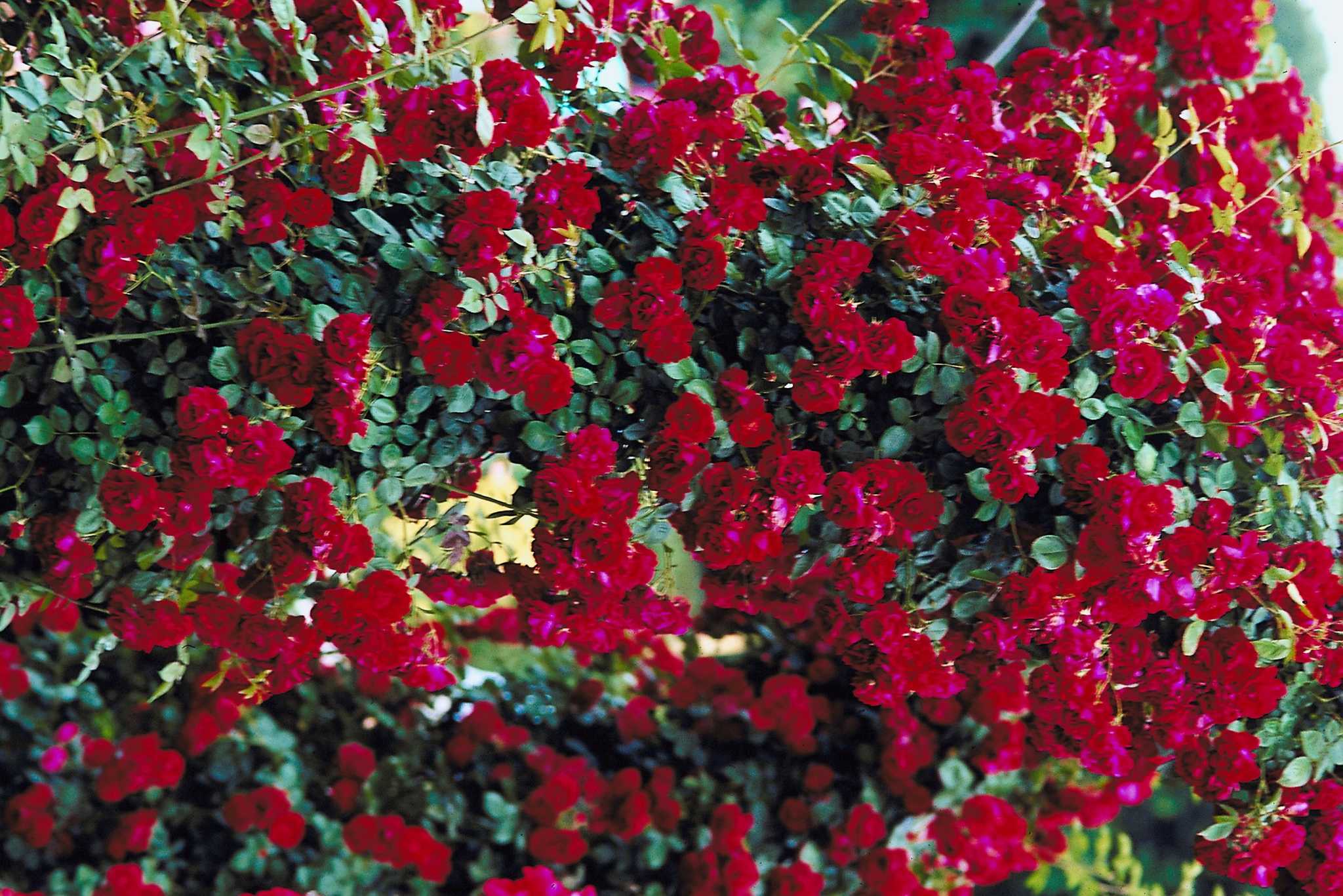 How To Divide Rose Bushes